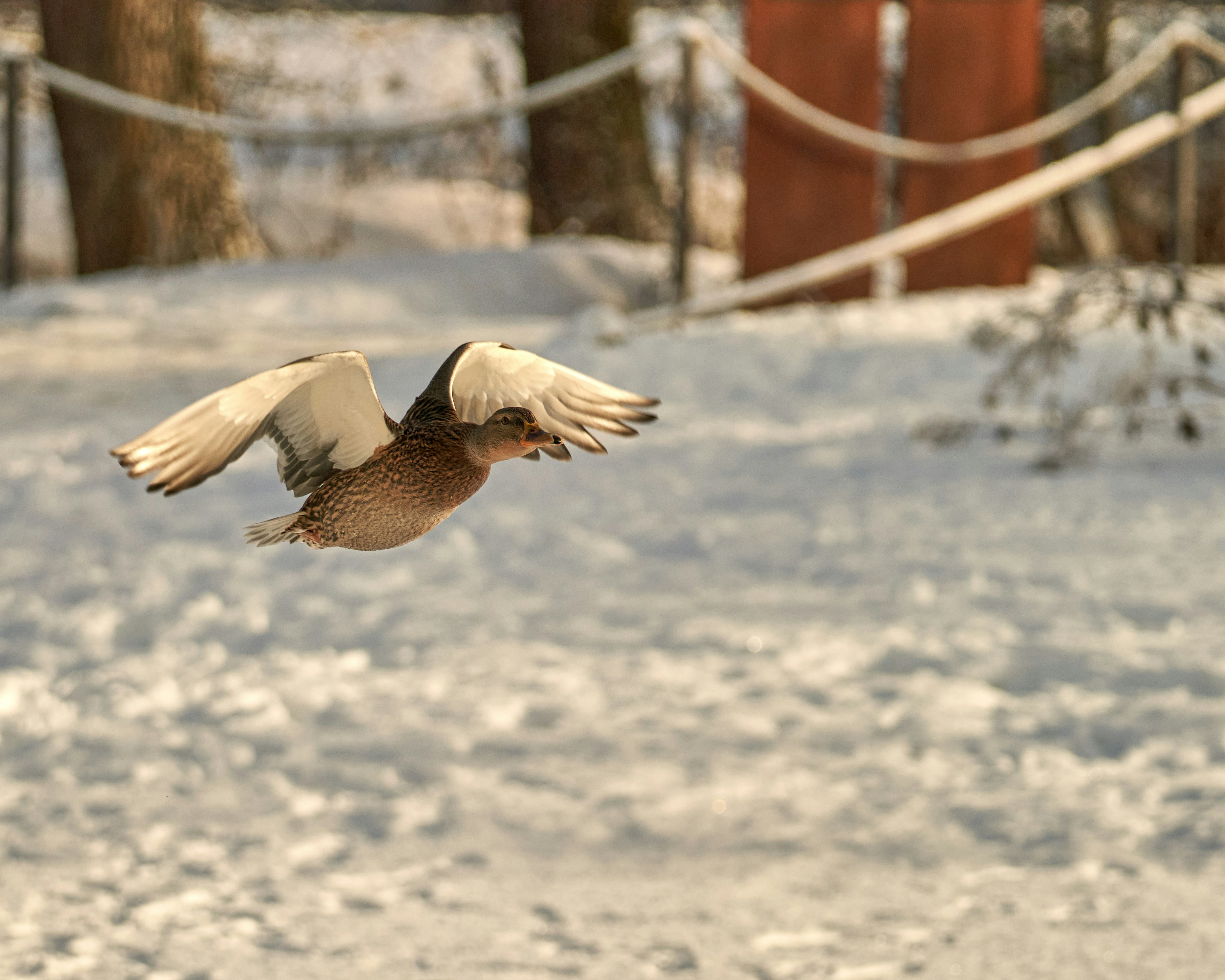 Edge of Flight: A Winter Mallard Cutting Through Frosty Air