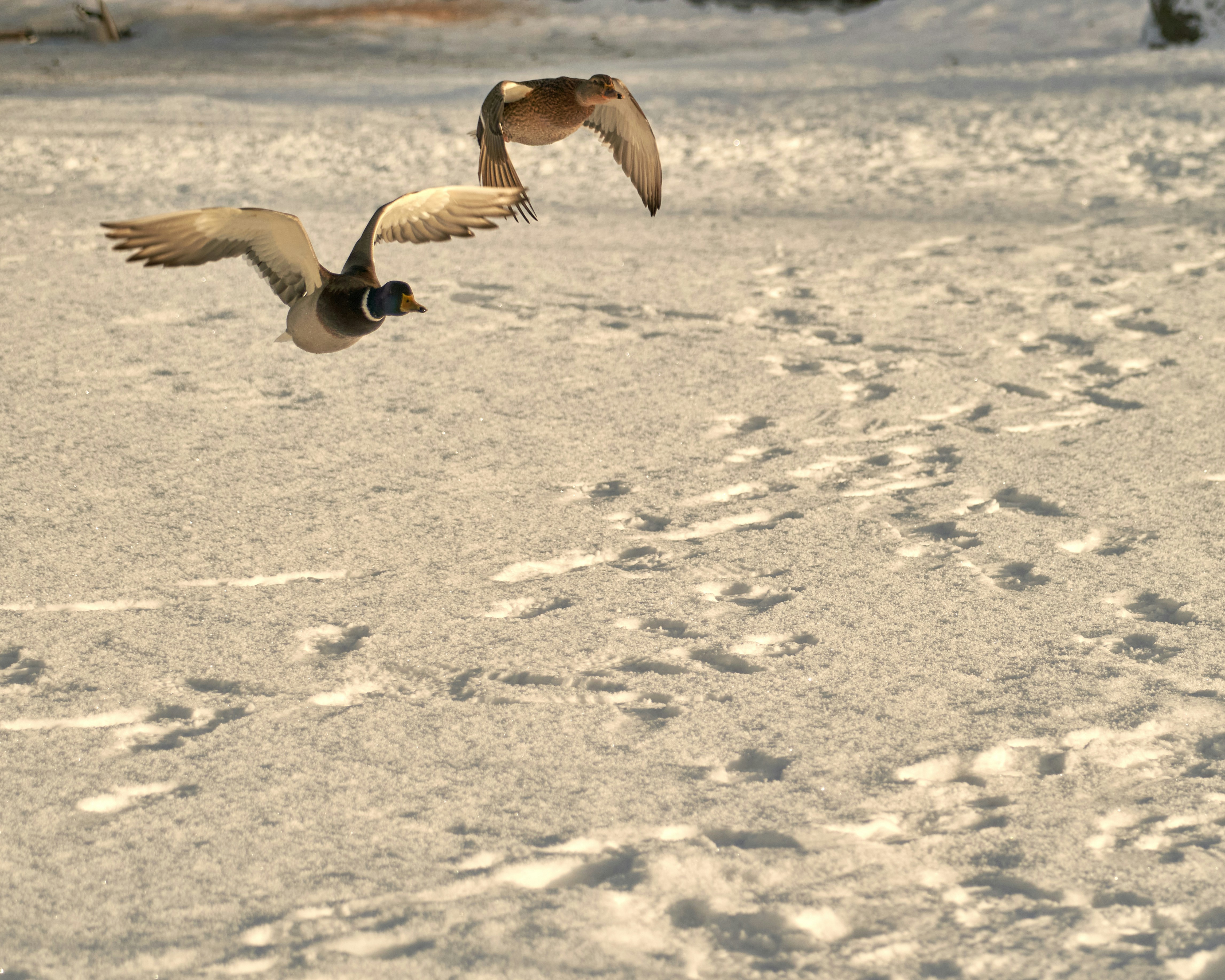 Two Mallards in a Low Winter Flight Across Snow-Scattered Tracks