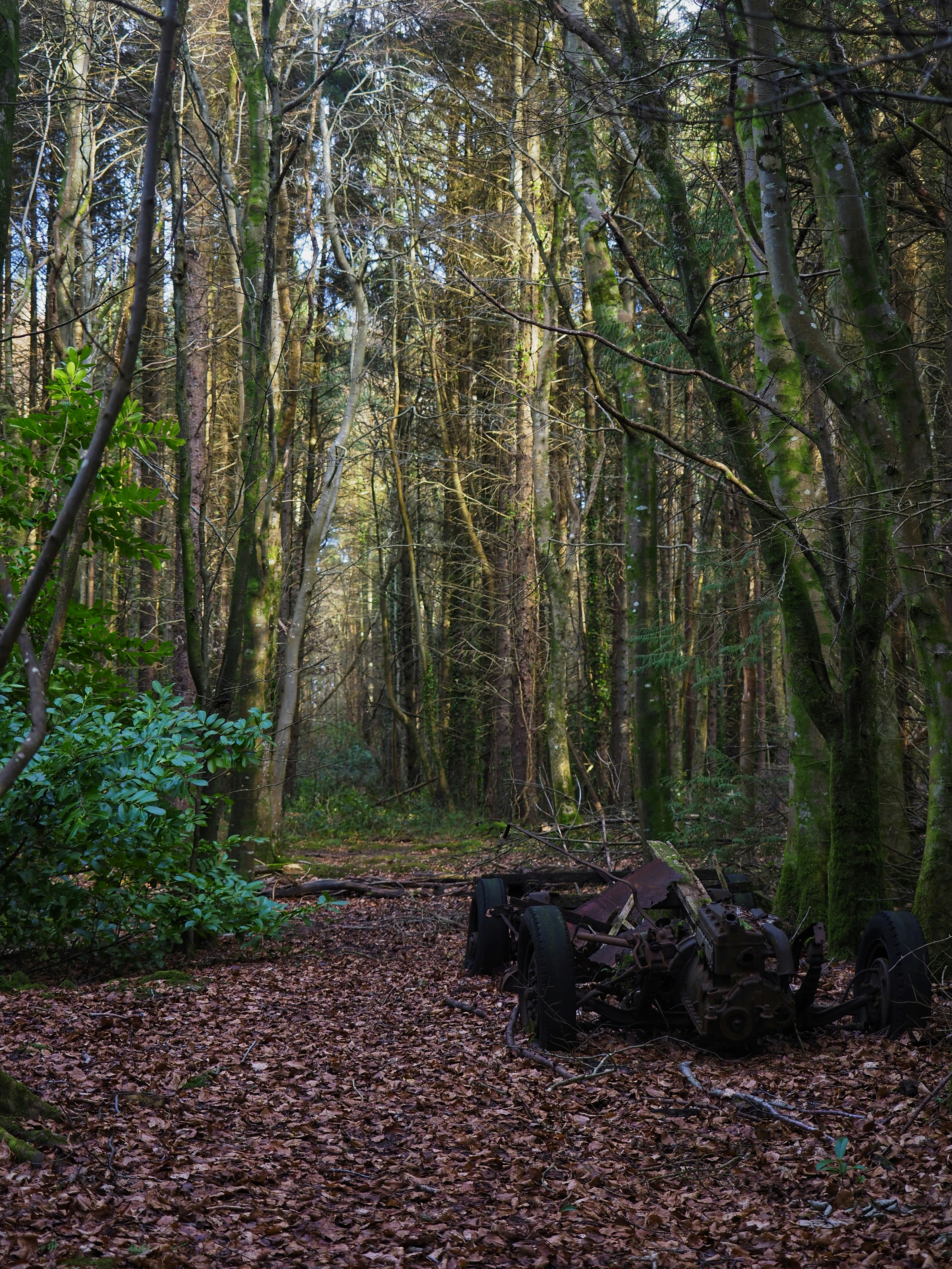 An abandoned old car in the woods