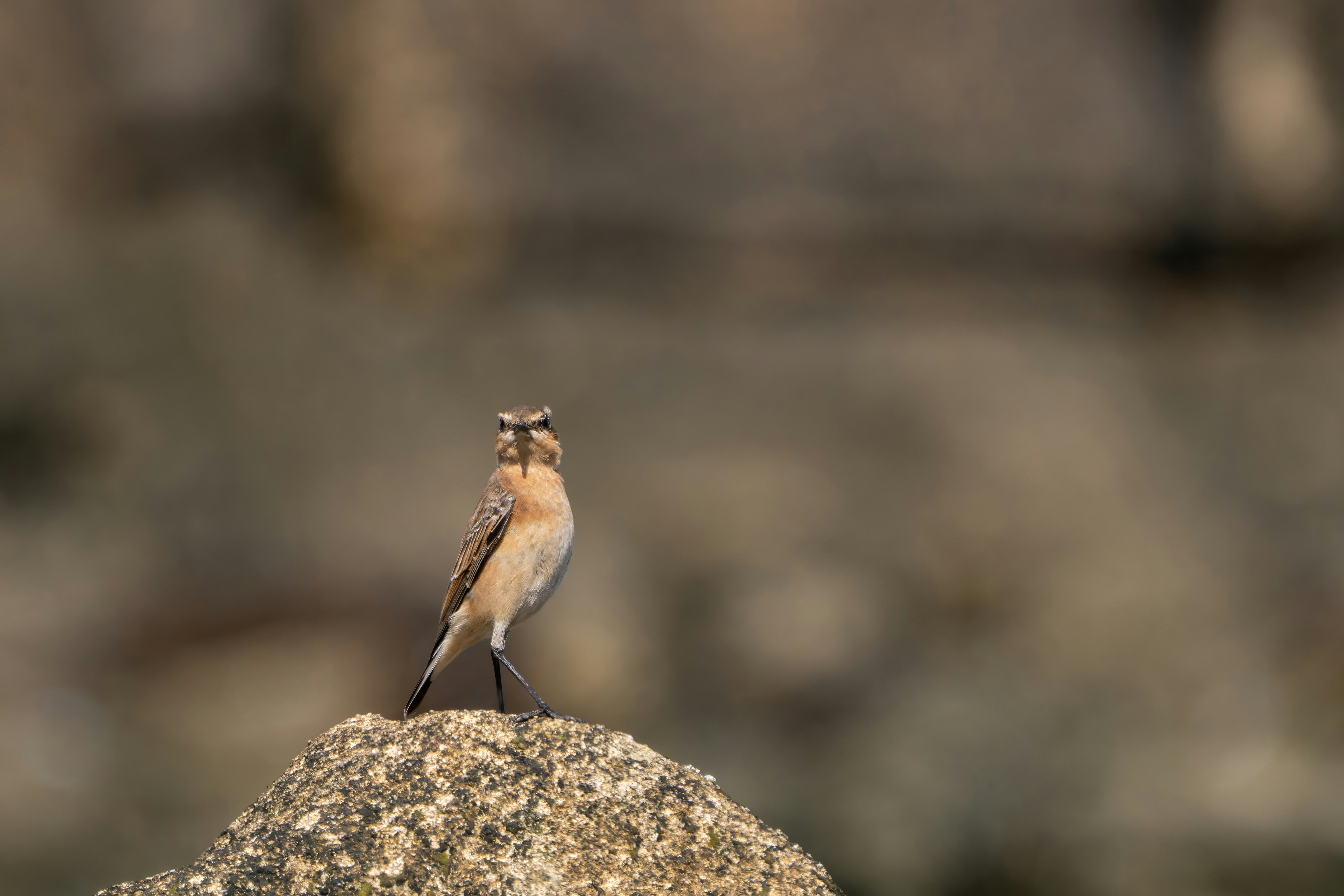 Rockbound Sentinel: A Tiny Perch by a Quiet River