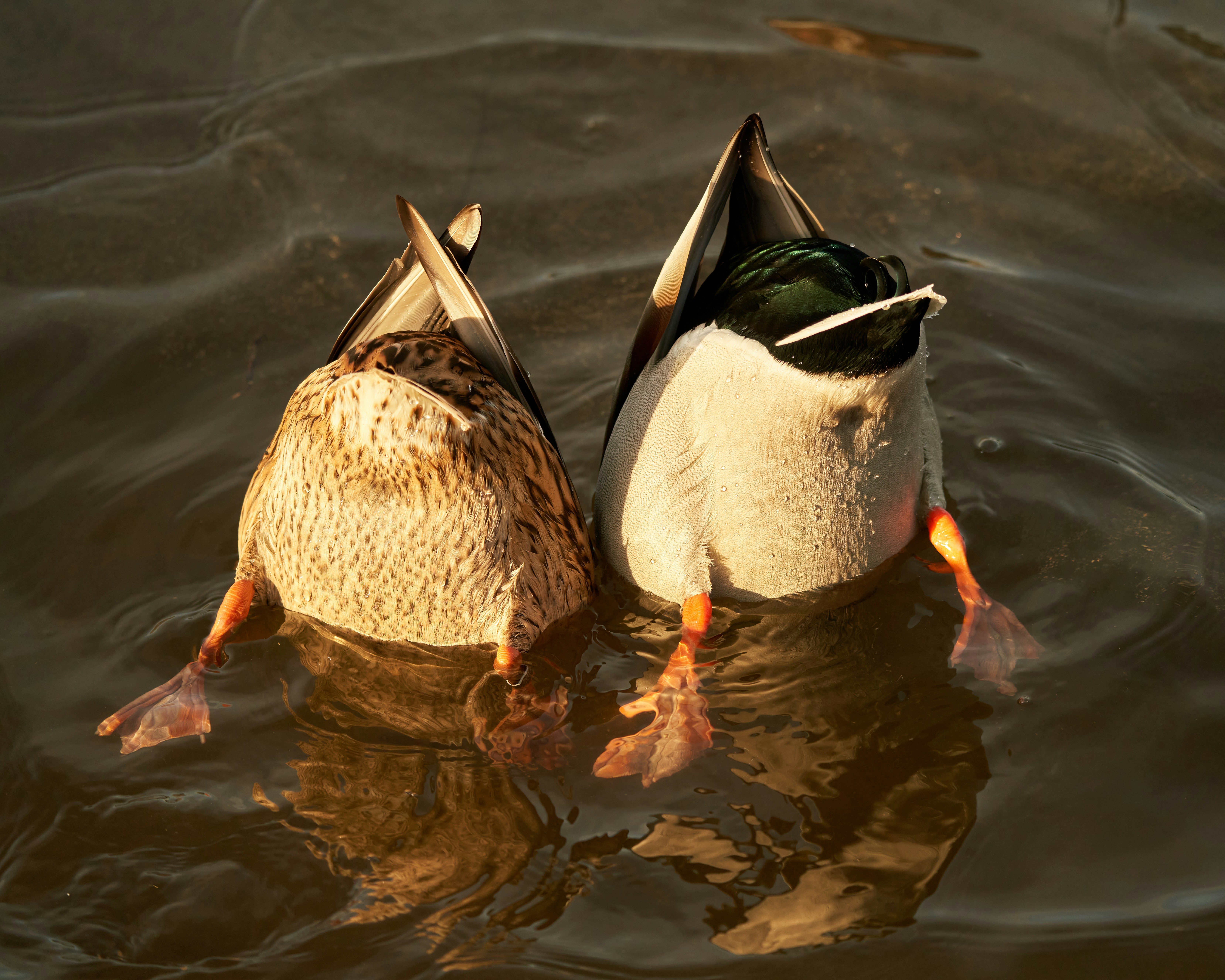 A couple of ducks floating on top of a lake photo – Free Animal Image ...