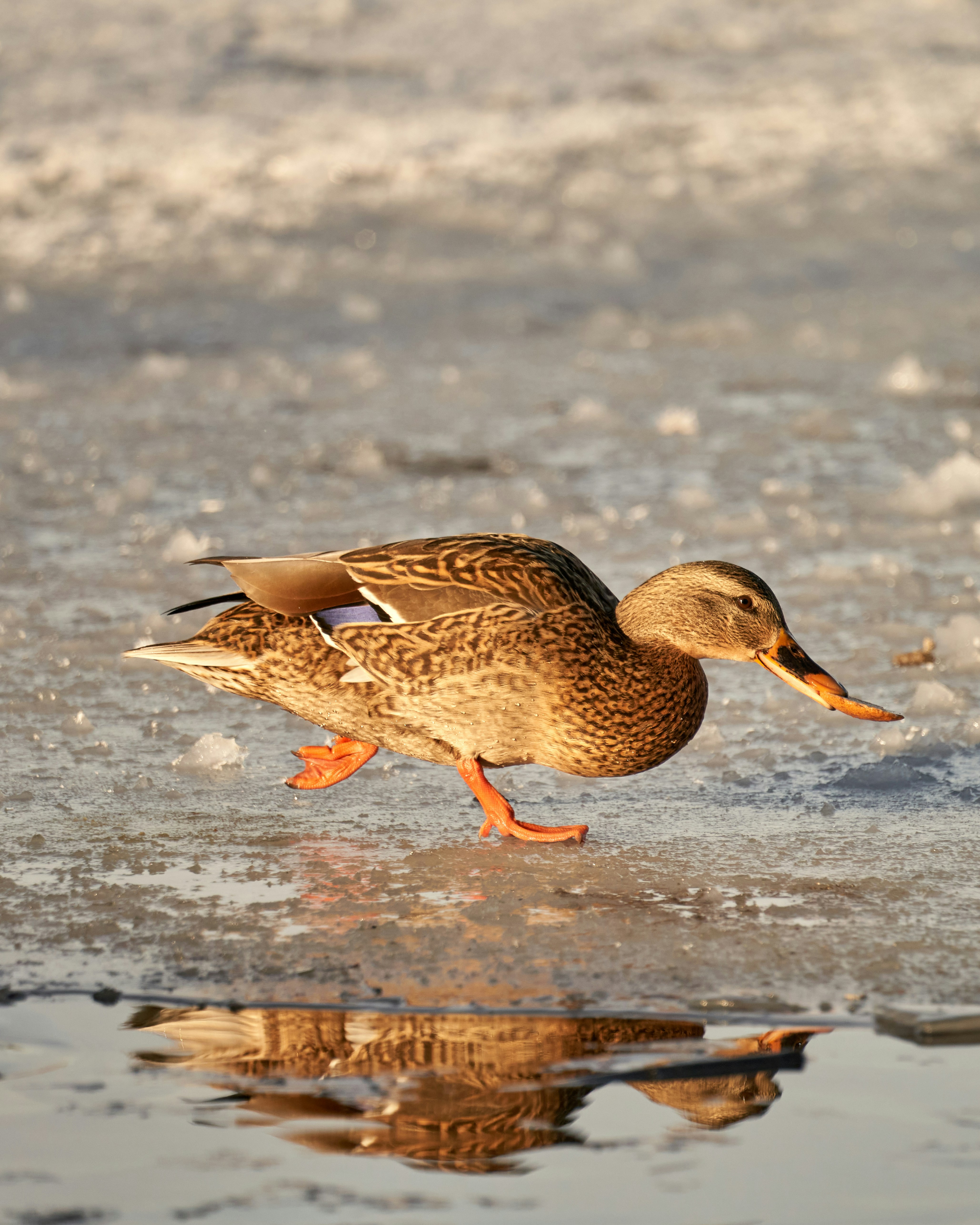 Frost-Soft Footsteps: A Mallard's Quiet Crossing on Ice
