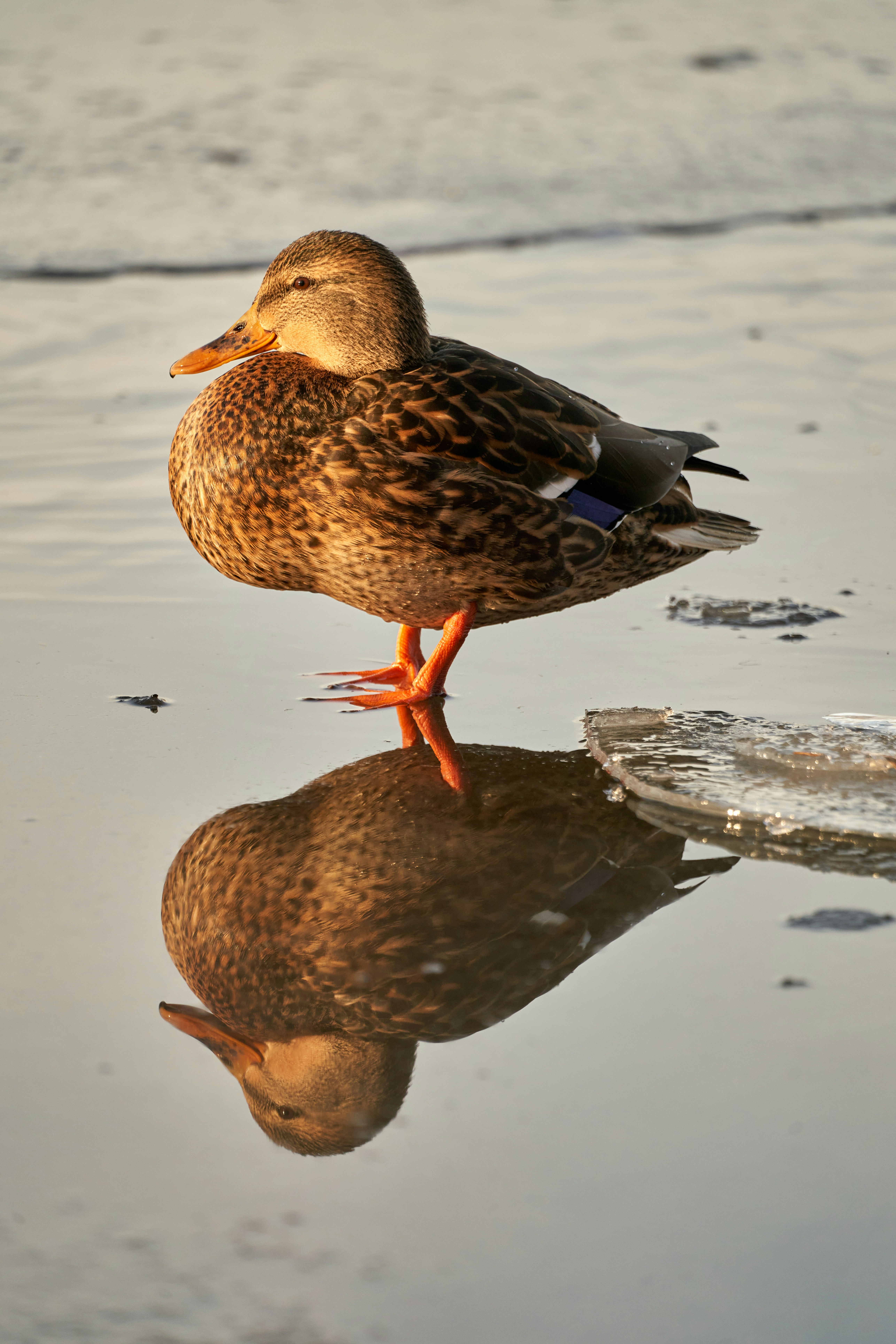 Amber Light on Ice: The Dappled Duck and Its Quiet Reflection