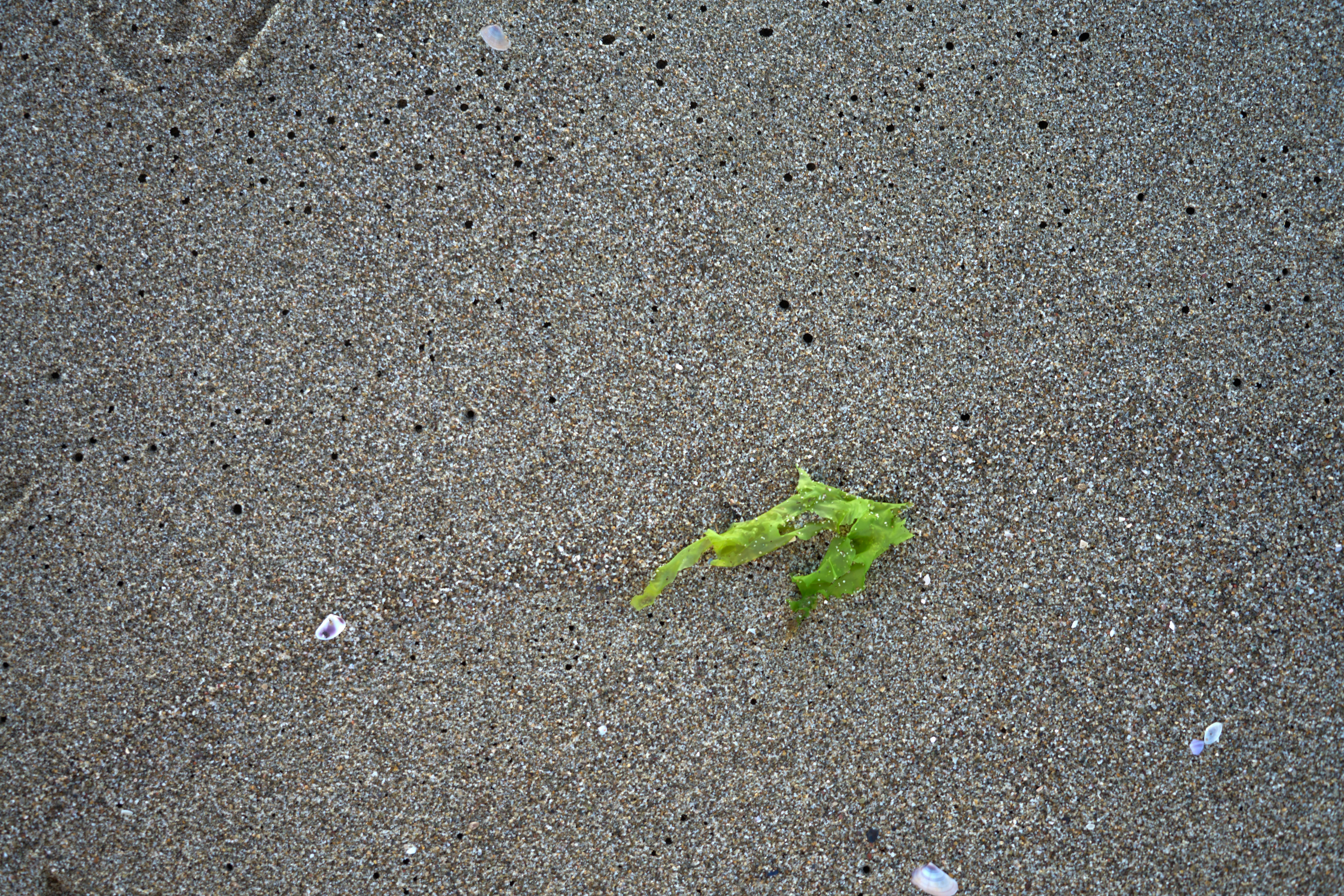 Photo by Wolfgang Hasselmann with Sony Alpha 7 IV