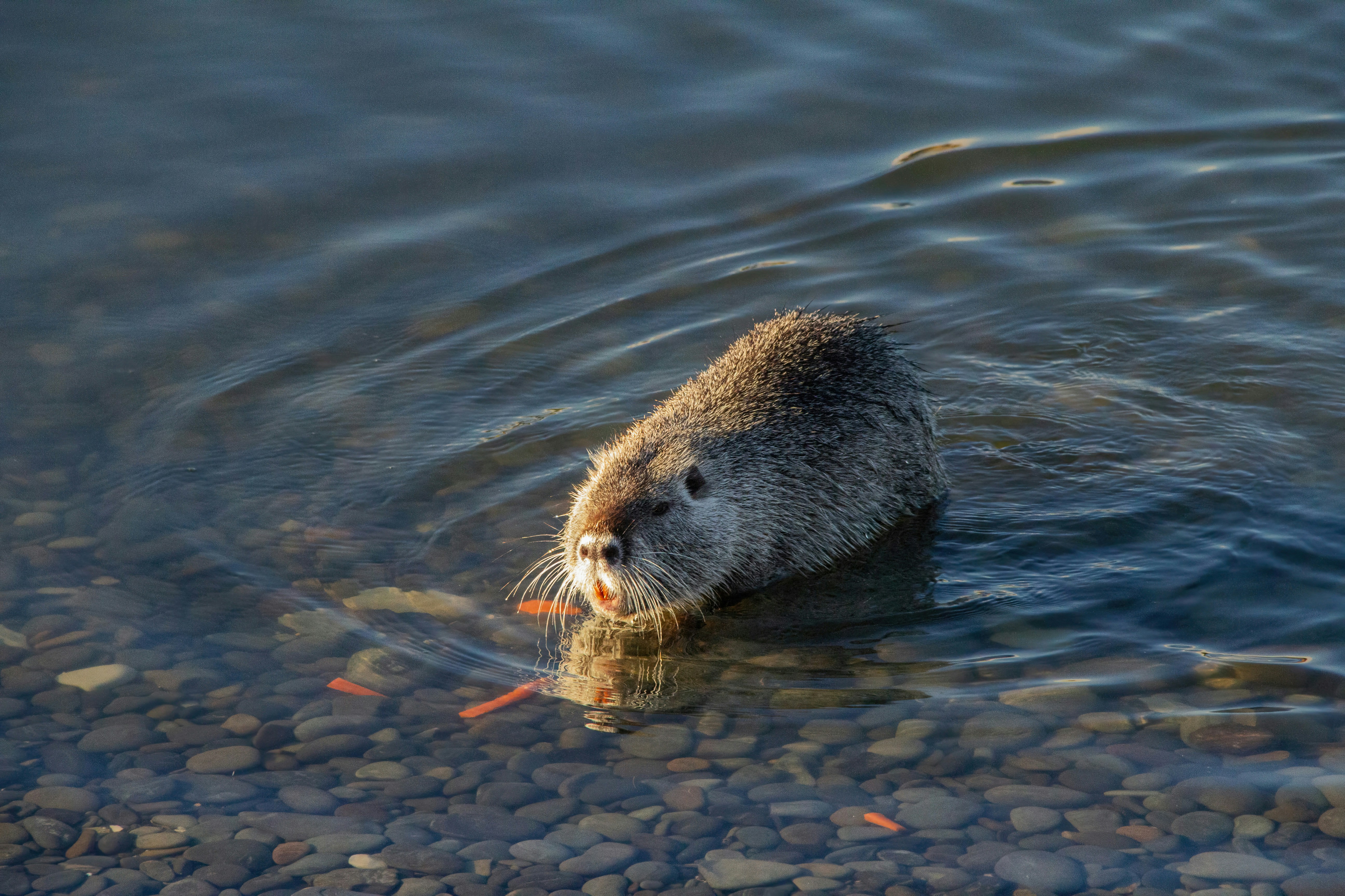 A river otter swimming gracefully in calm waters, surrounded by smooth pebbles and gentle ripples.