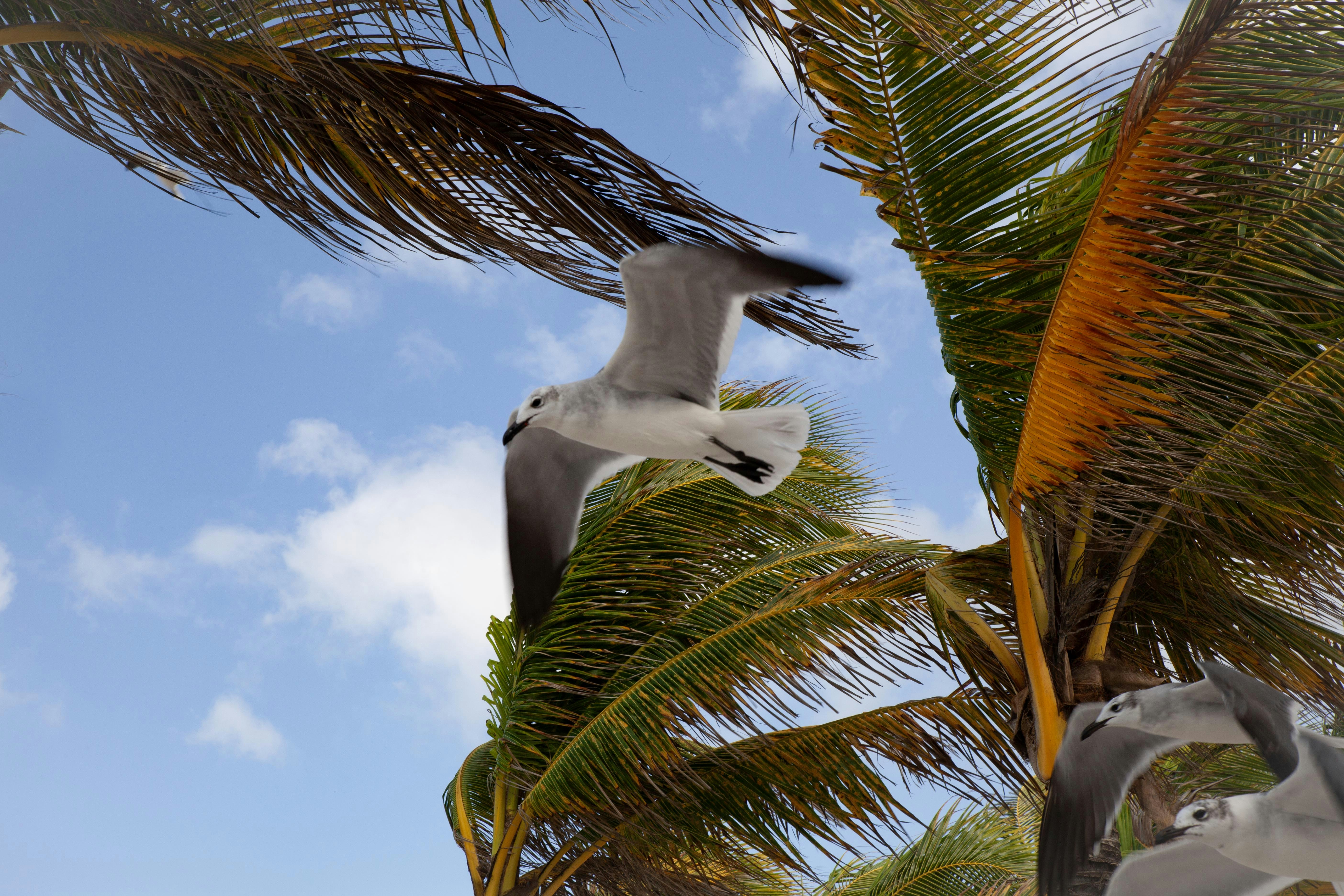 Seabird in Flight Above Palm Shade