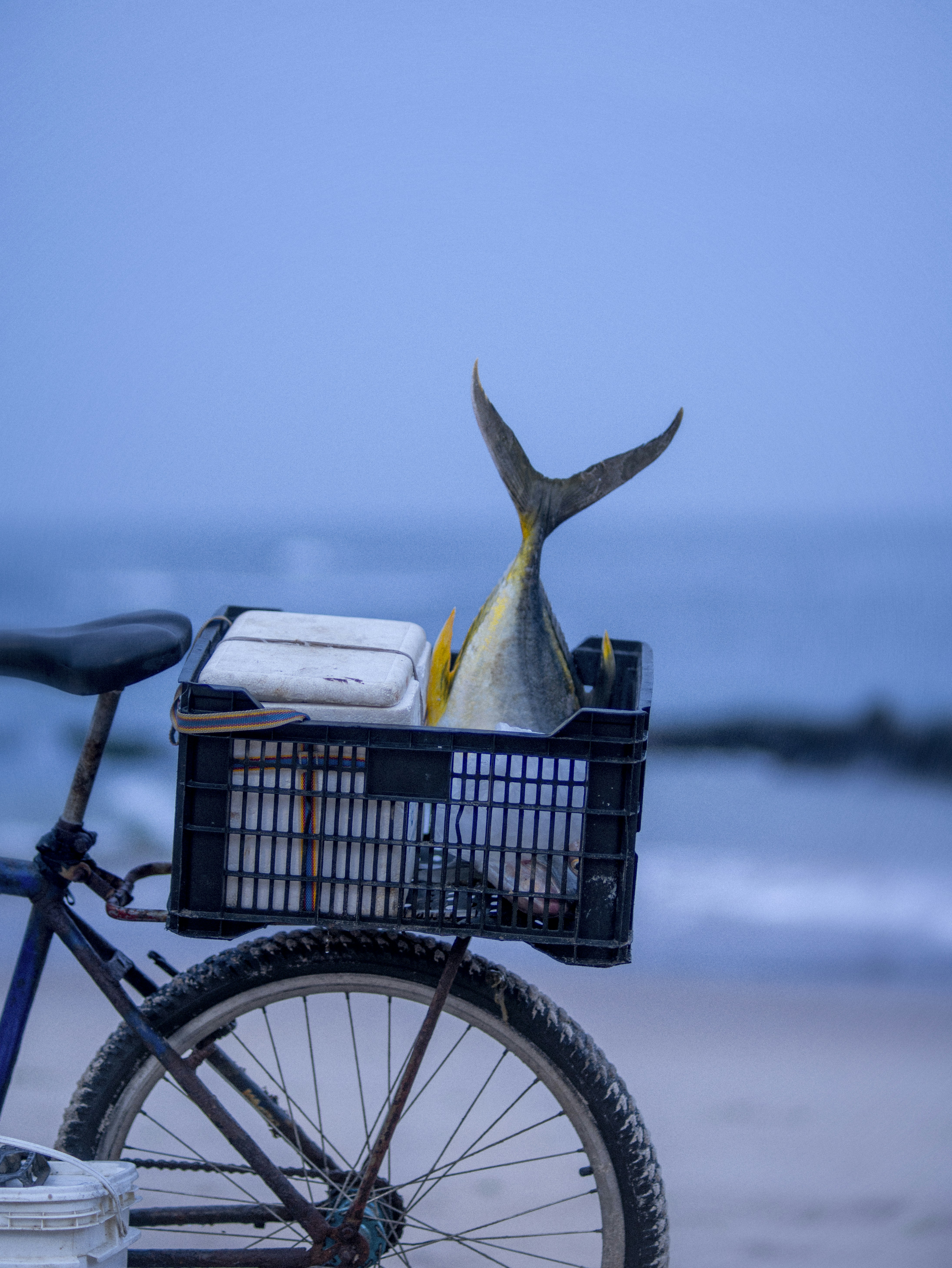 Beached Cargo: A Yellow-Tailed Catch in a Front Basket on a Seaside Bicycle
