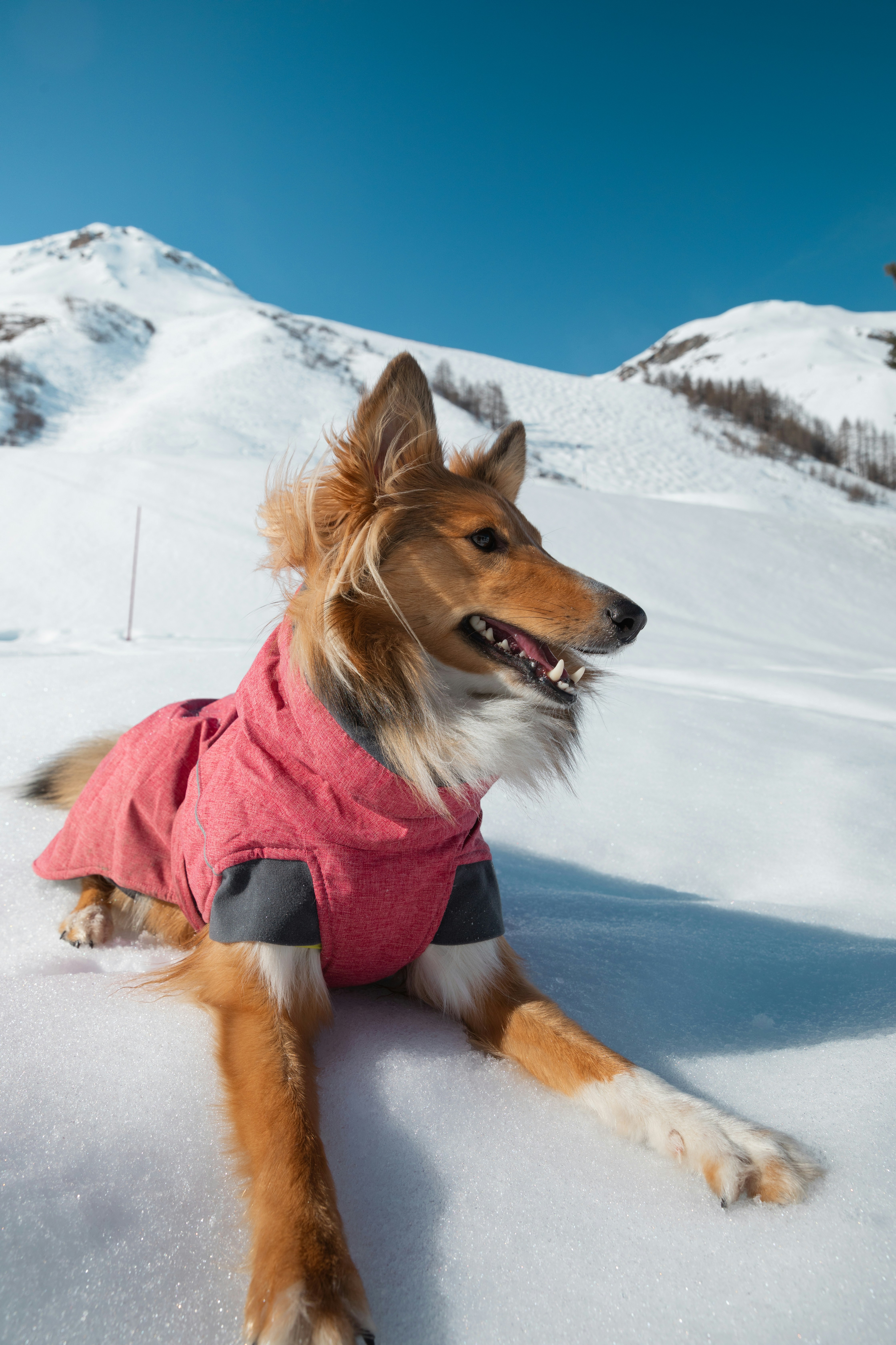 Alpine Calm: Collie in a Pink Jacket Resting on a Snowy Slope