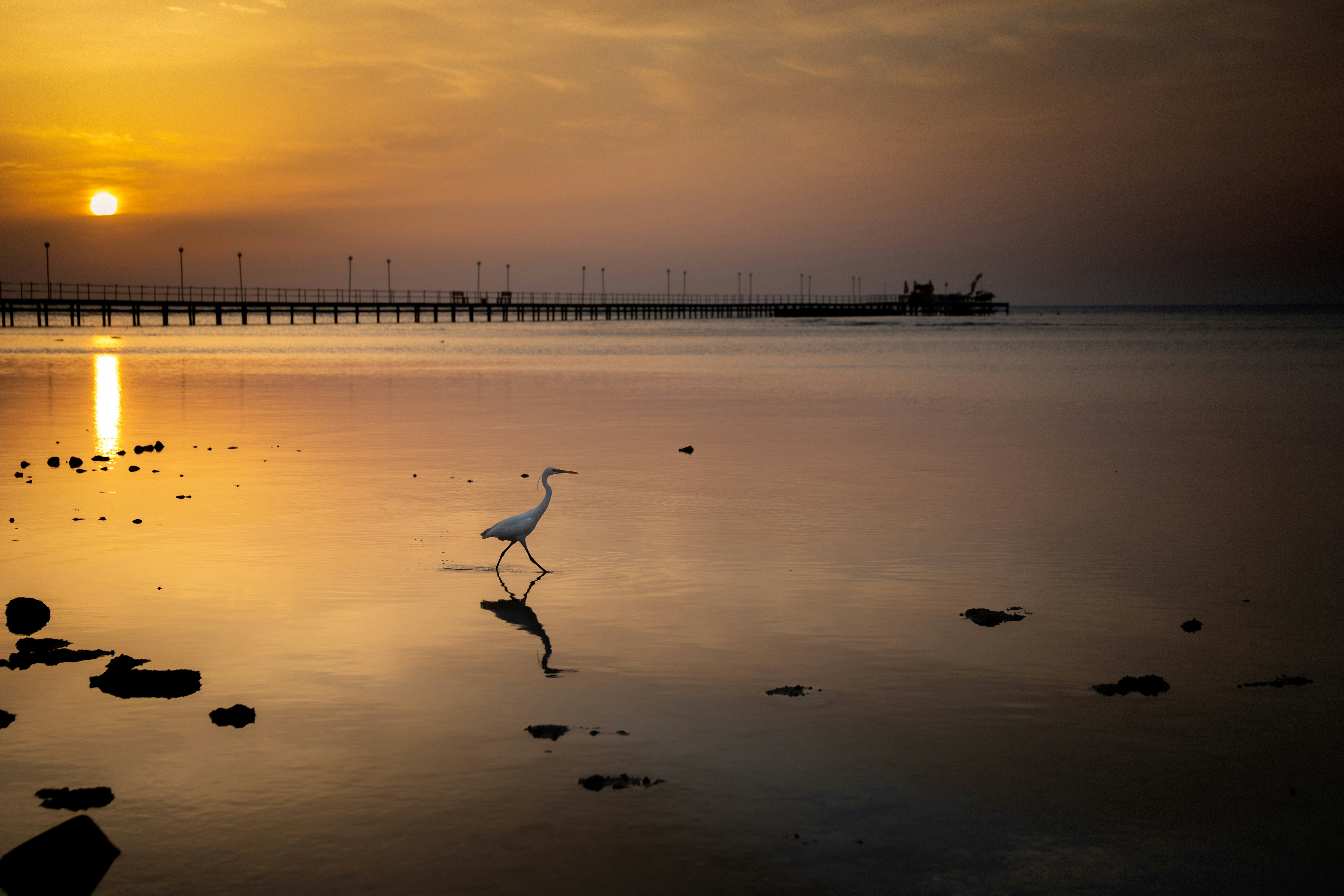 Dusk's Solitary Egret by the Golden Shore