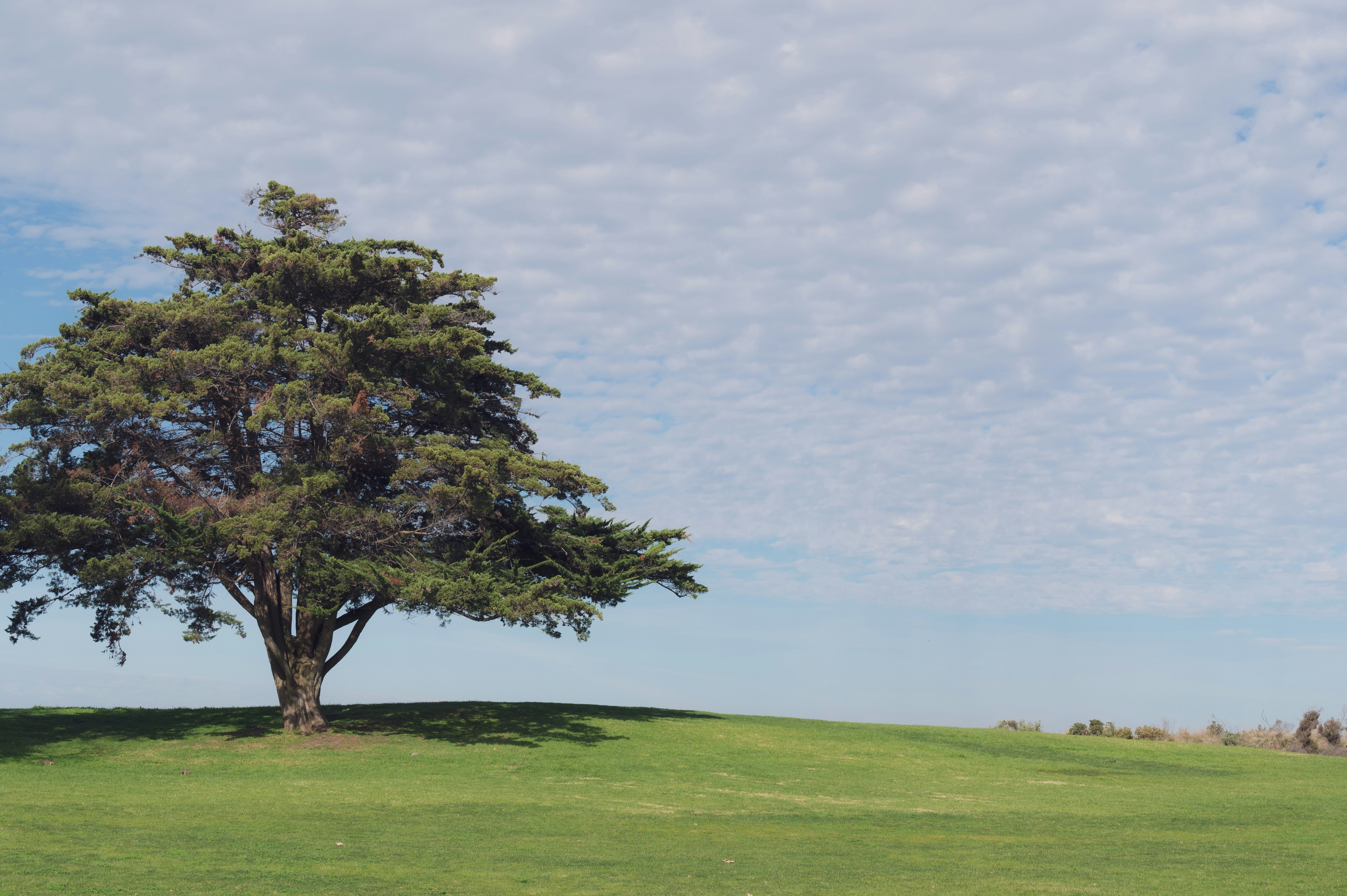 Lone Tree on a Gentle Hill Under a Quilt of Clouds