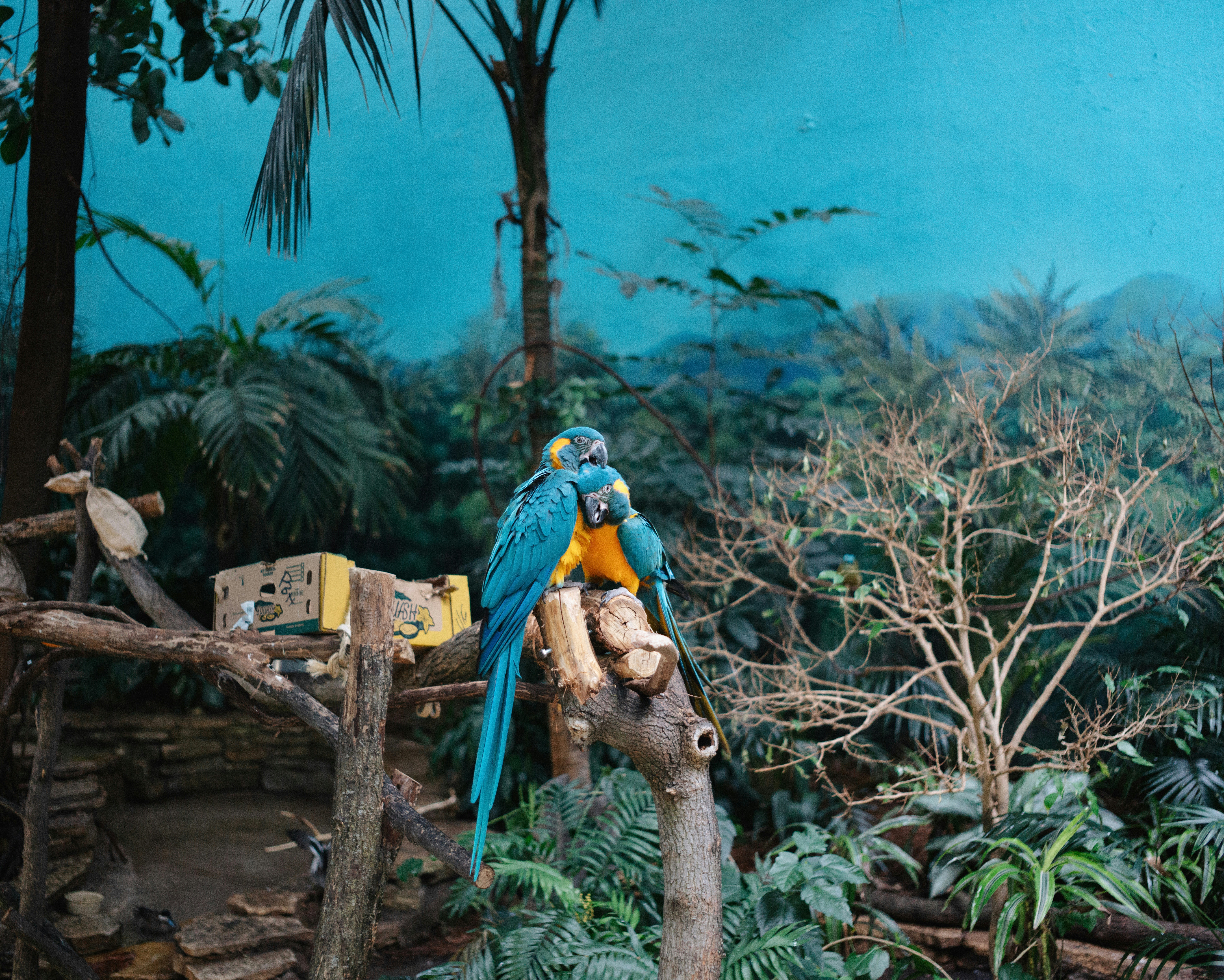 Two Blue-and-Gold Macaws Perch Amid Tropical Foliage on a Weathered Branch