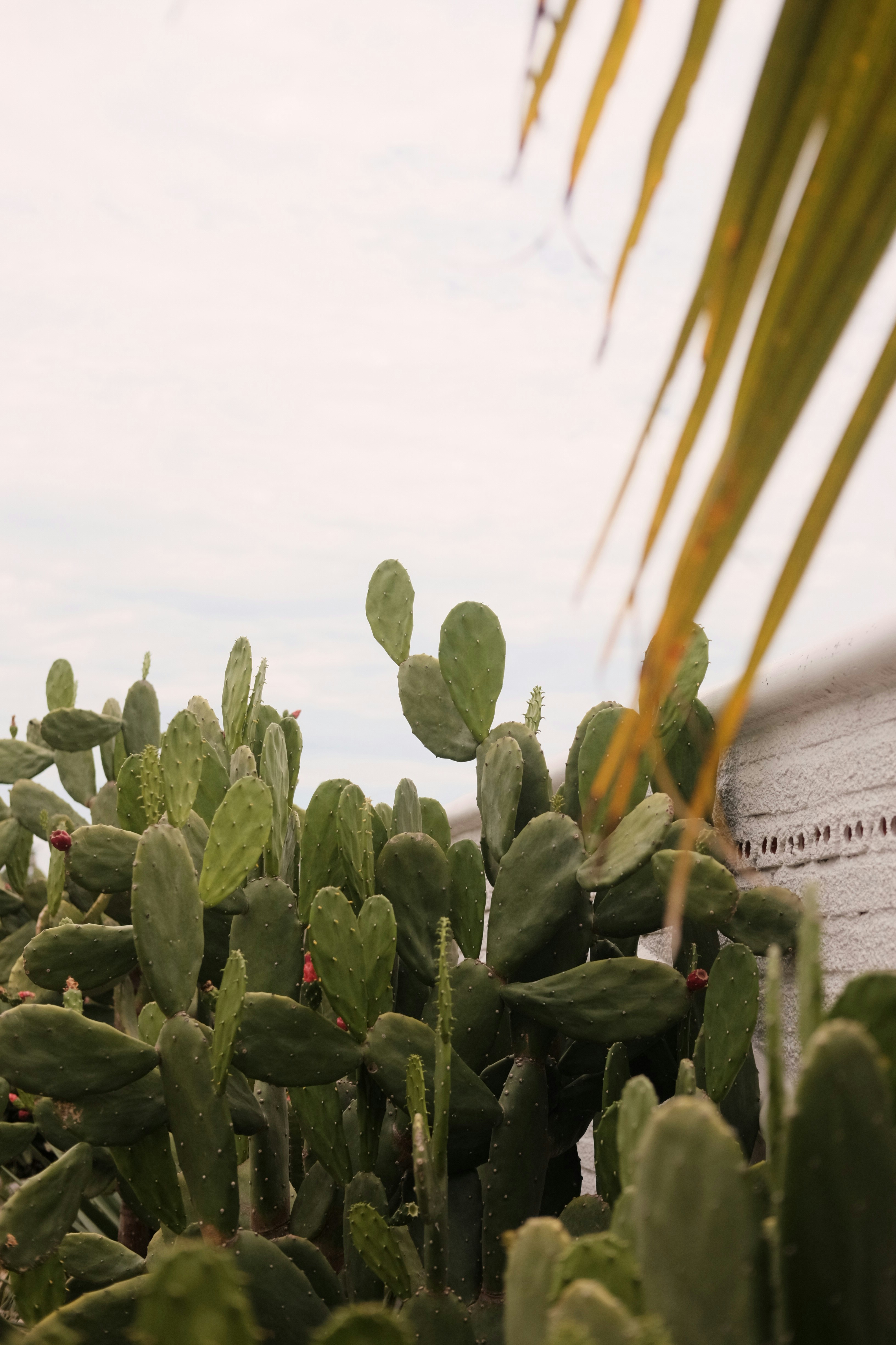 Sunlit Prickly Pear Cluster Framed by Wall and Palm Fronds
