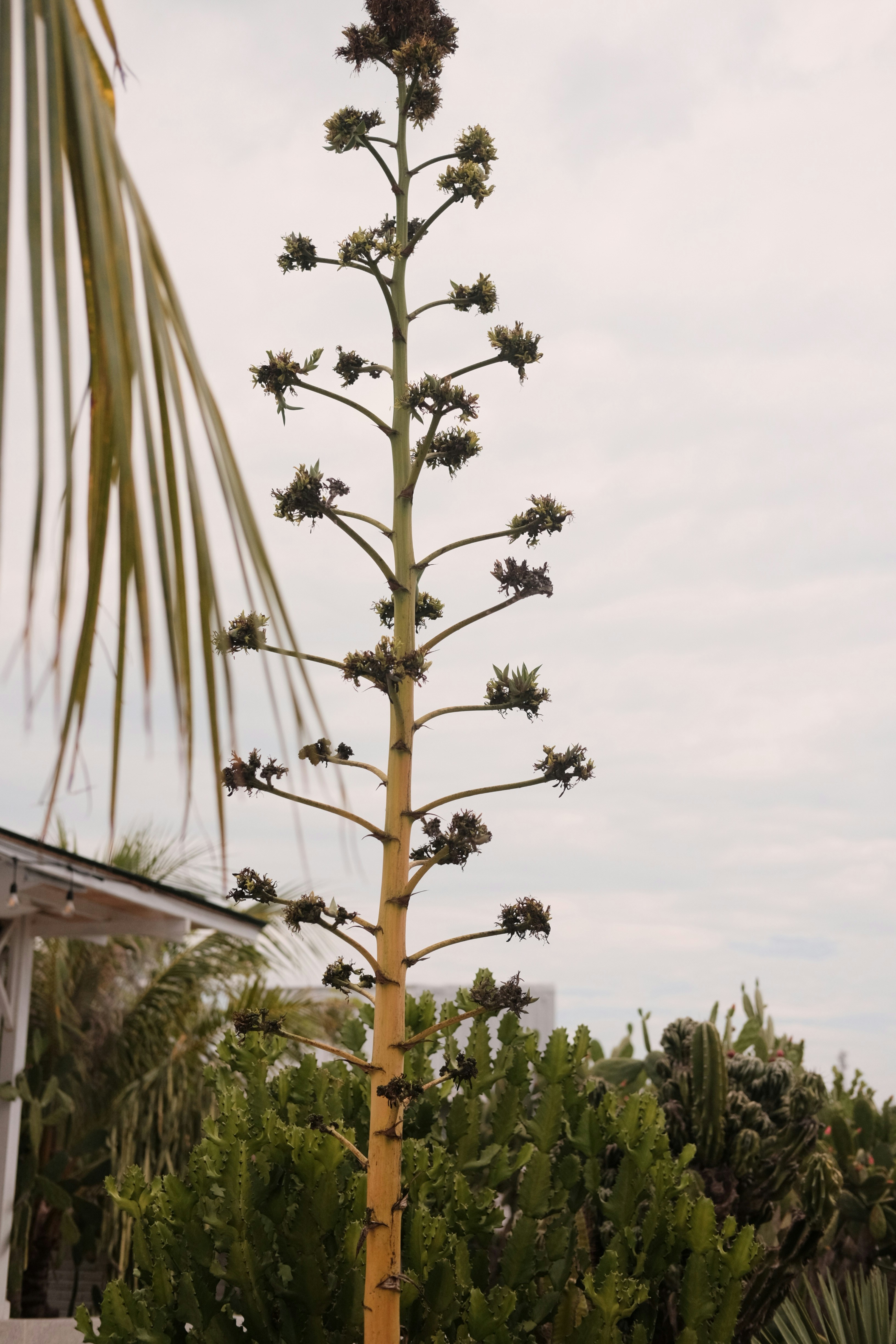 Spired Sentinel in a Palm-Fringed Courtyard