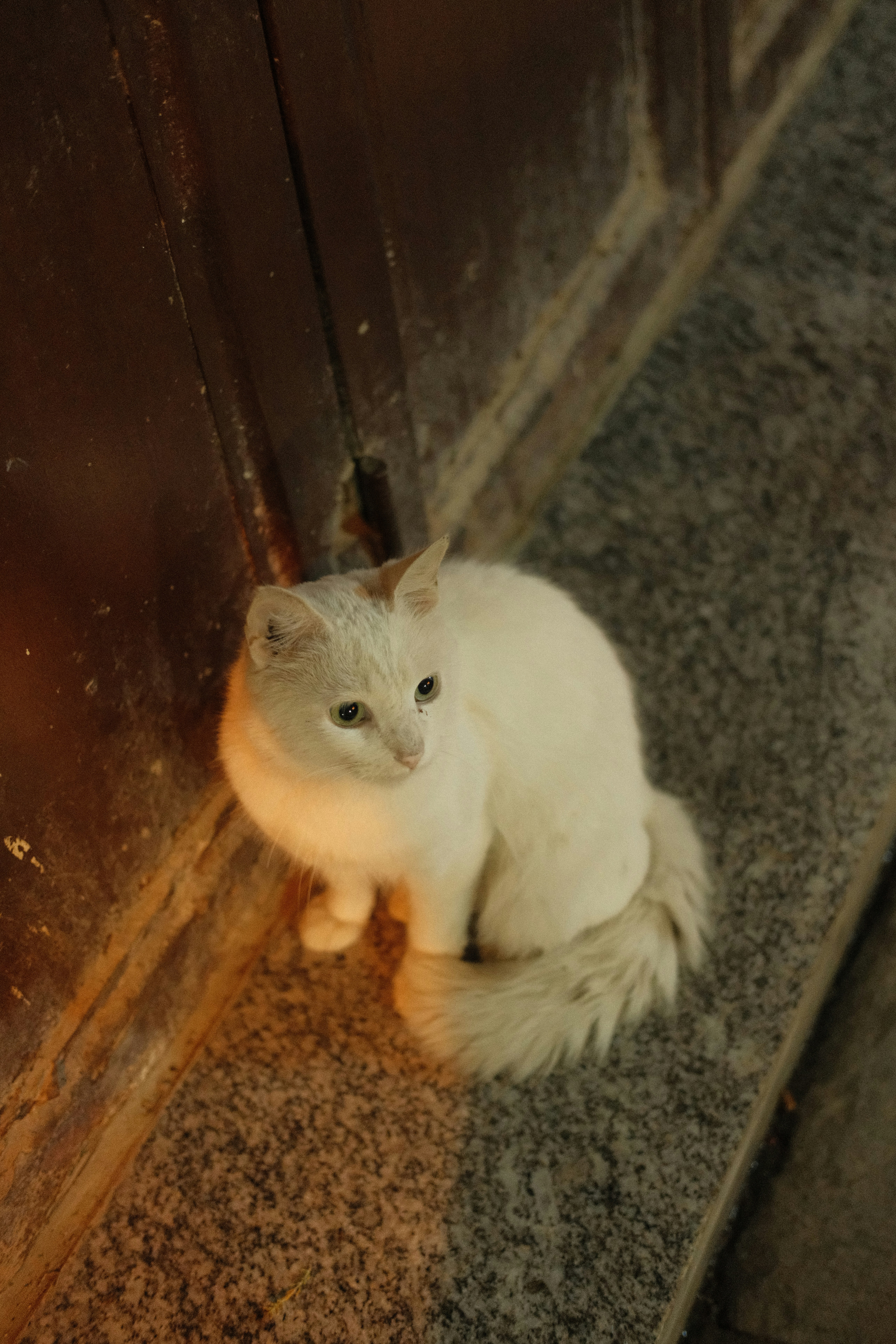Creamy Cat at the Amber Doorstep