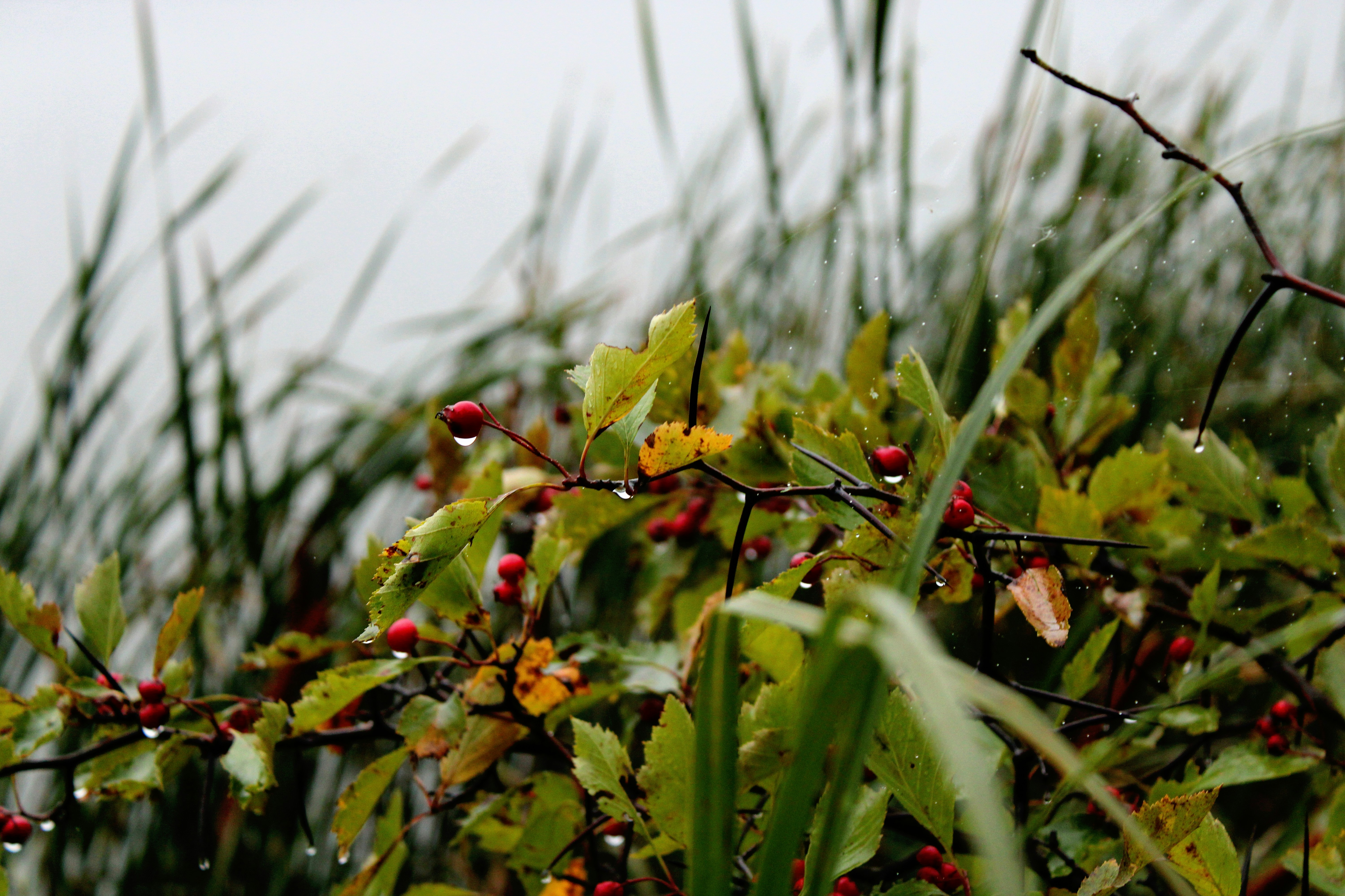 Crimson Brambles: a sharp close-up amid a sea of grasses