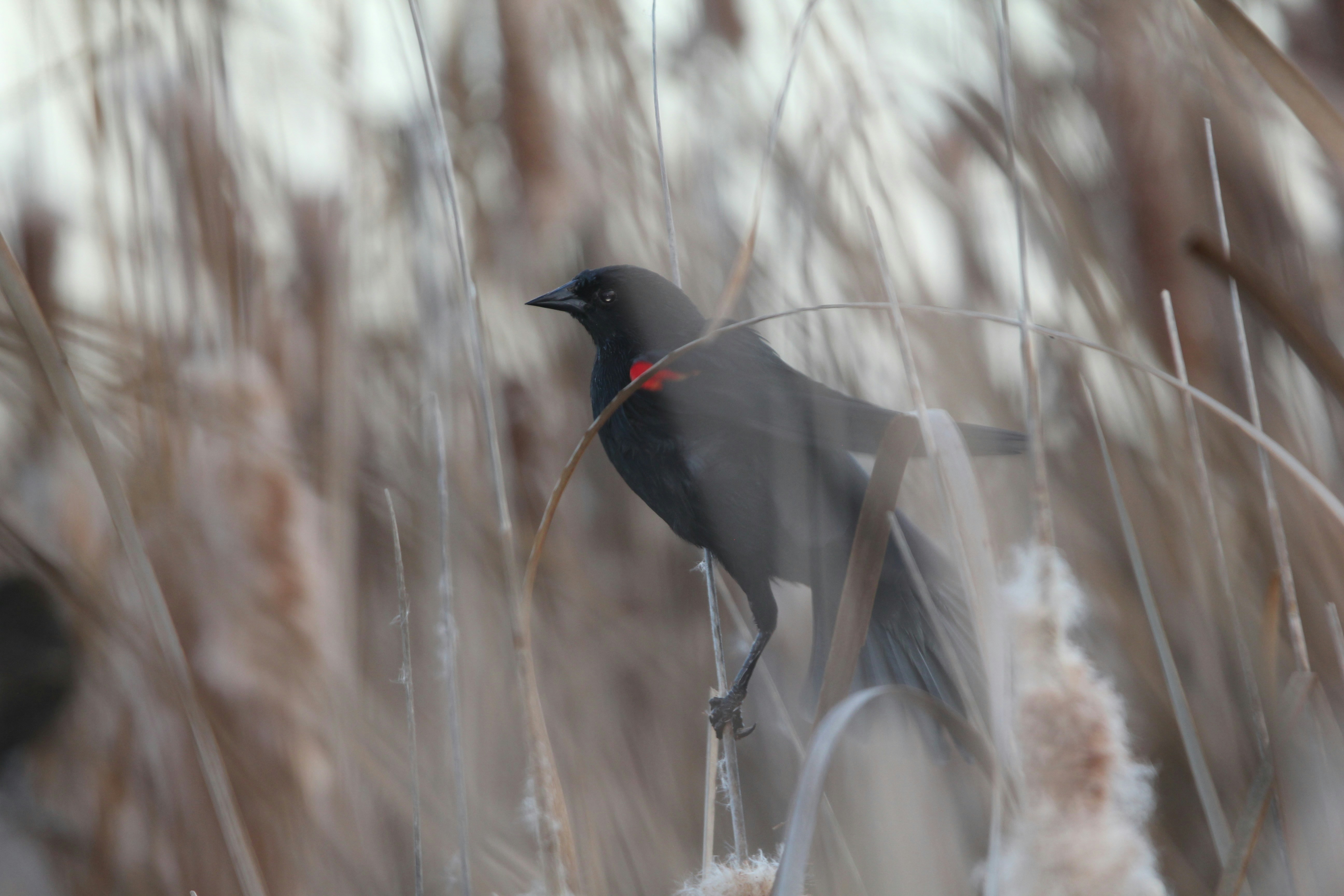 Black bird with red shoulder patches perched in a dry grass field.