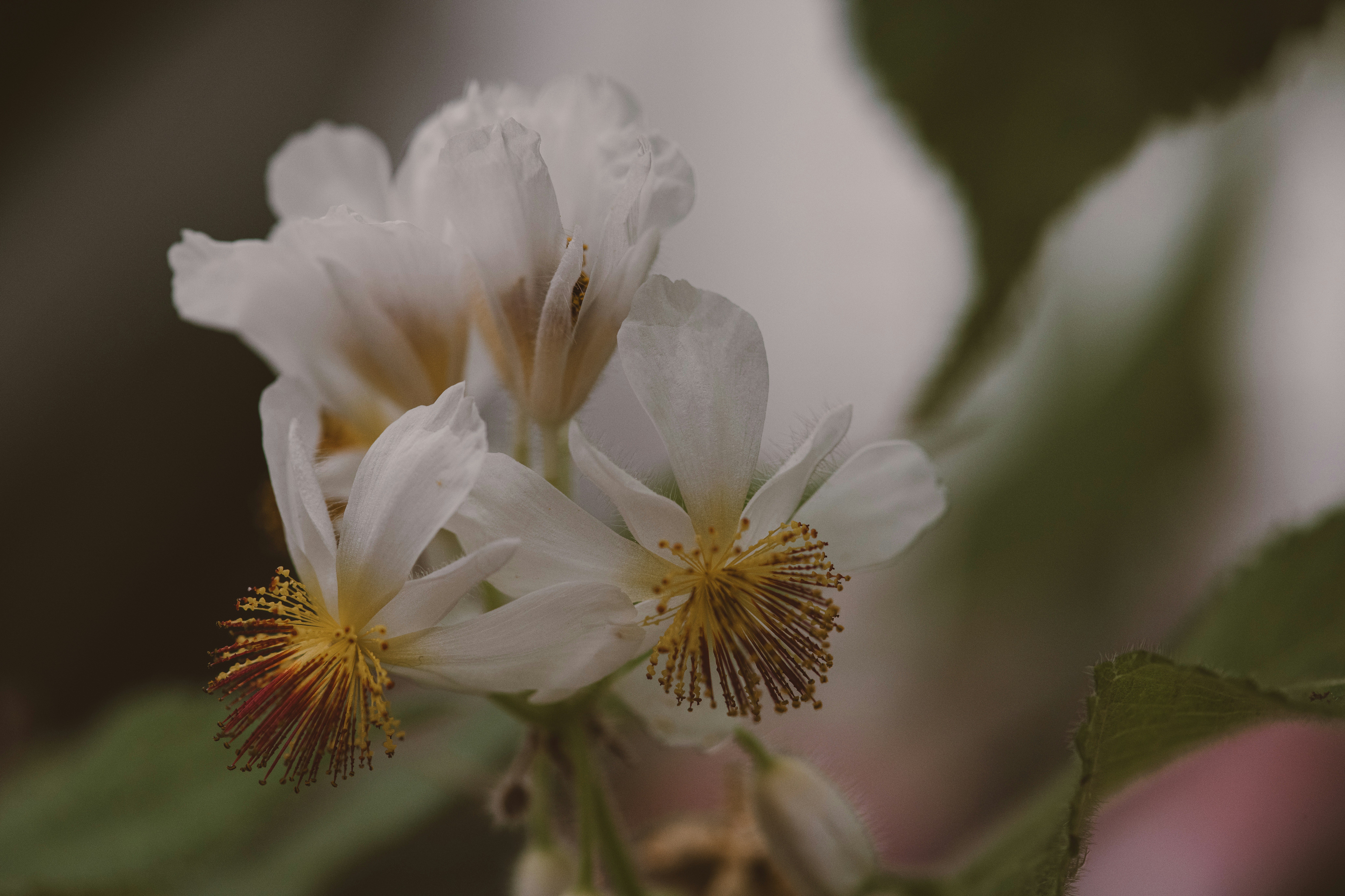Two White Blooms with Golden Stamens, a Quiet Macro Moment