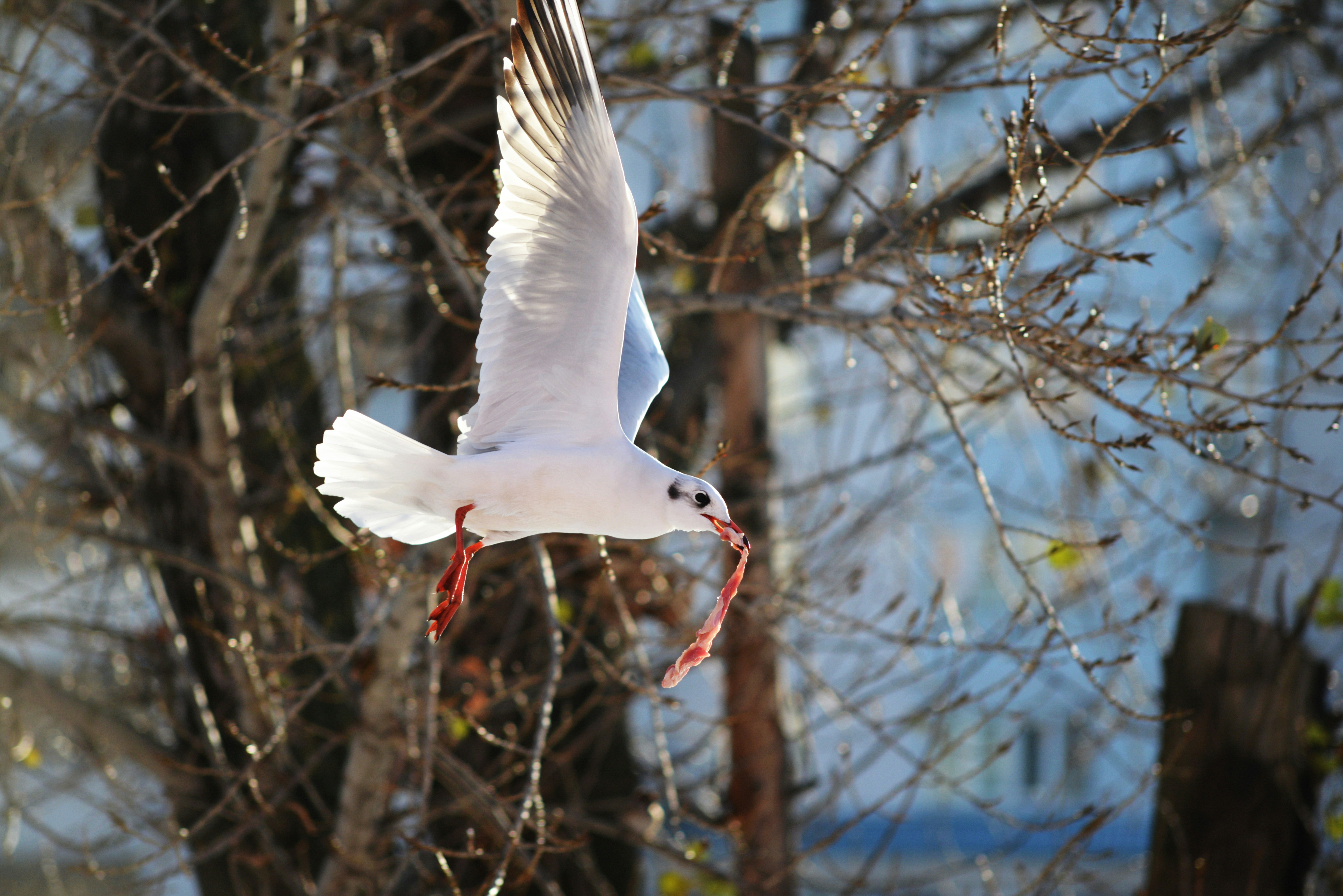 A white bird flying over a tree filled forest photo – Free Kyiv Image ...