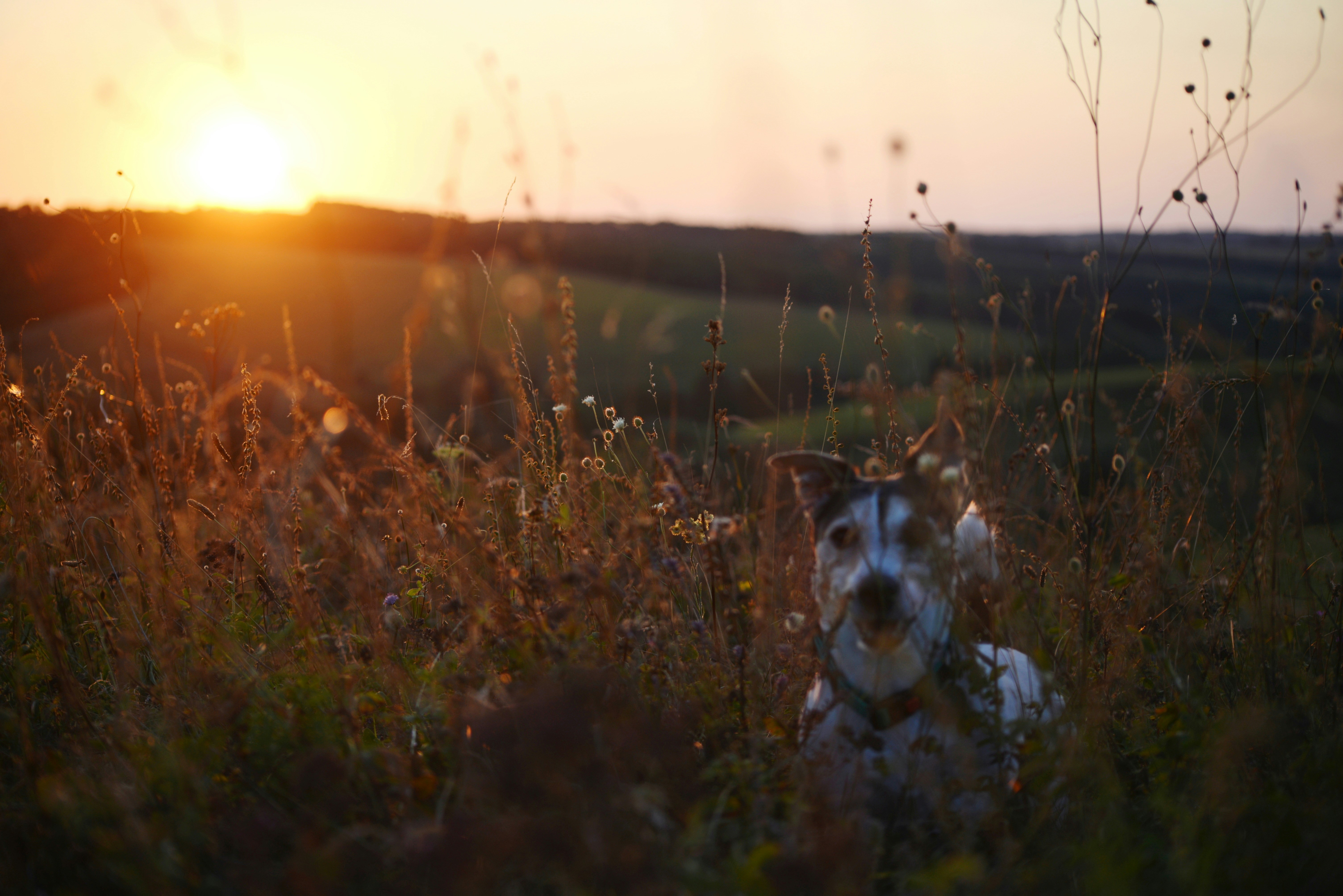 Golden Hour Sentinel: A Dog Among Dusk-Soft Grasses