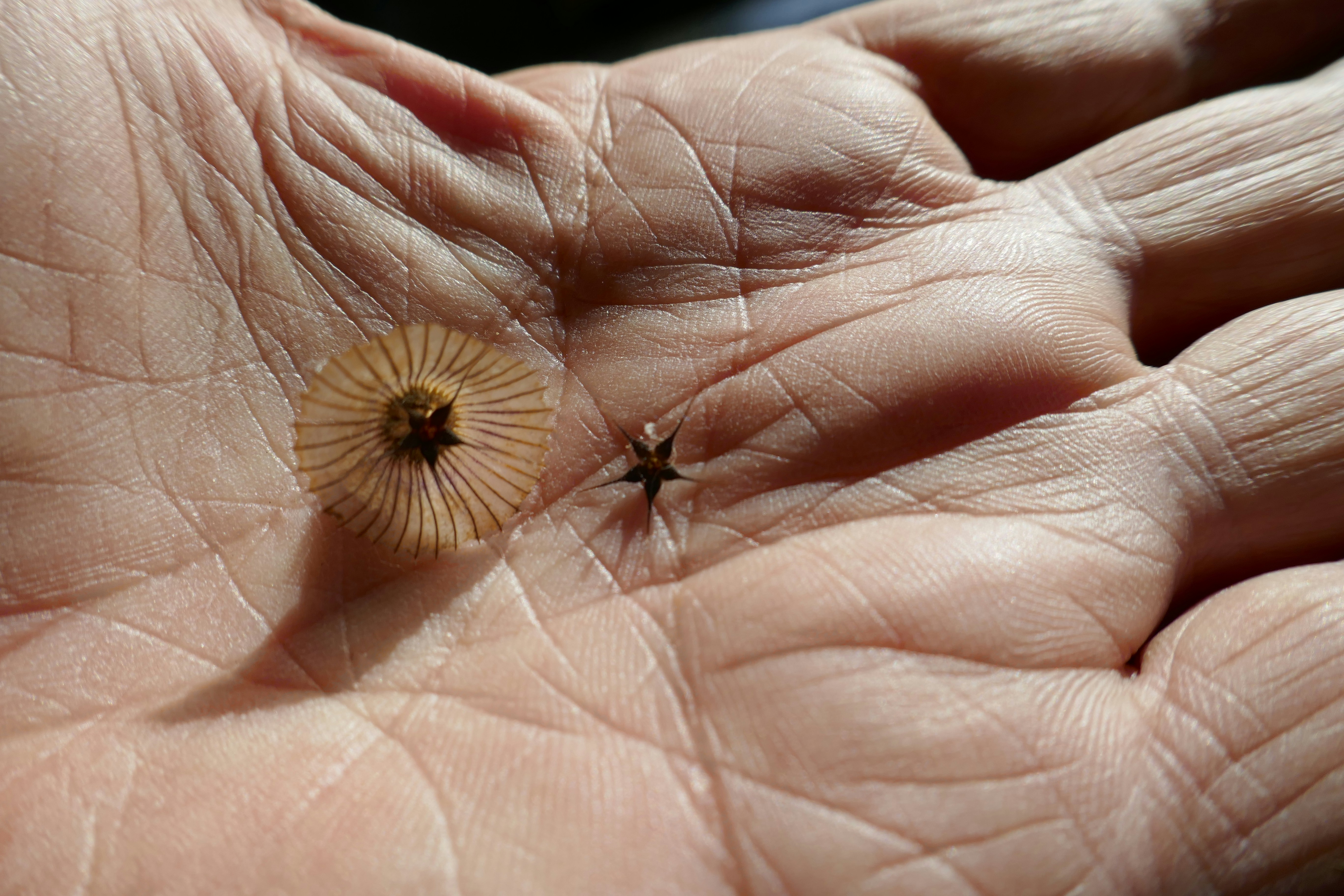 Foto La mano de una persona con un objeto diminuto en ella – Imagen ...