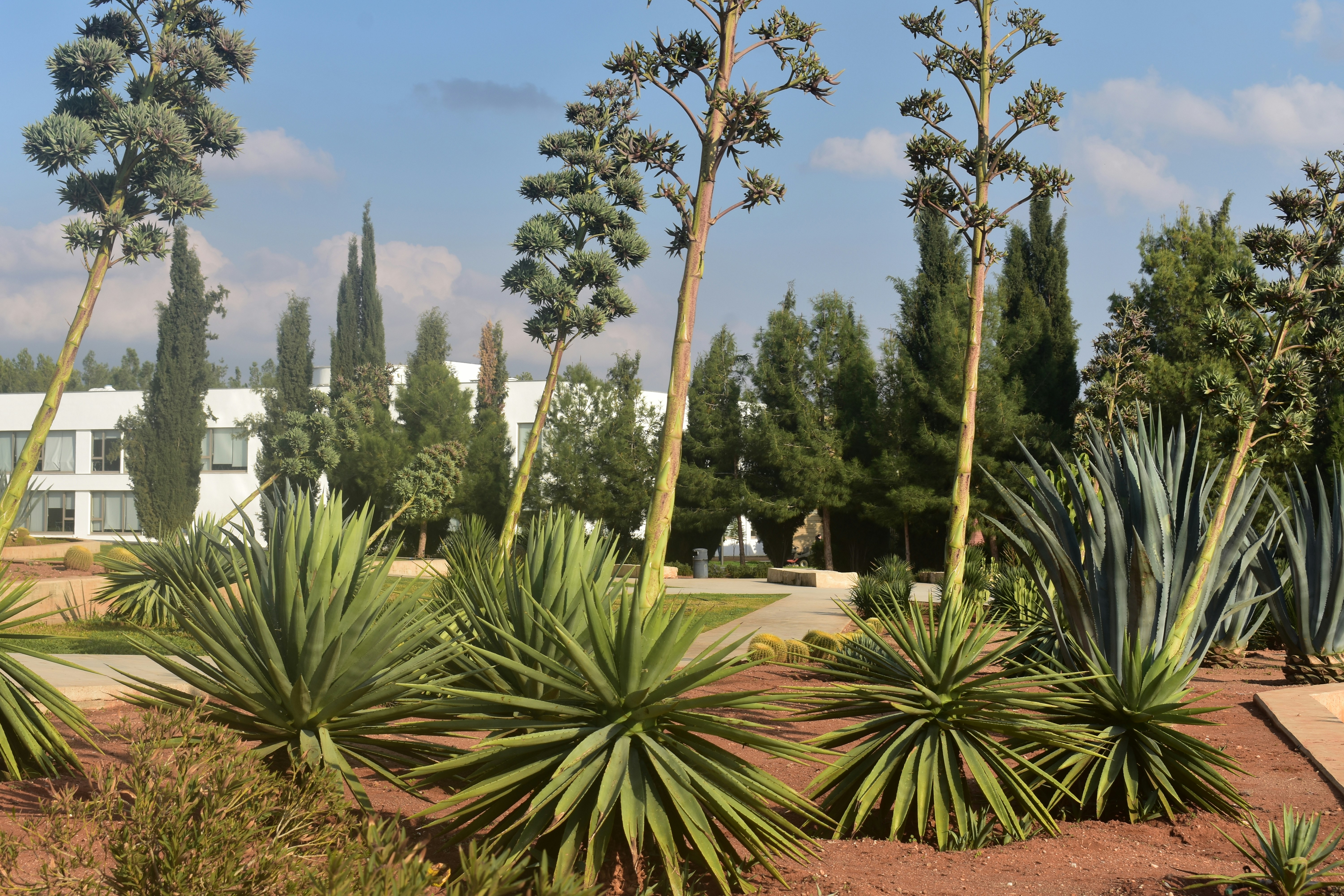Sunlit Agave Cascade Along a Campus Quad