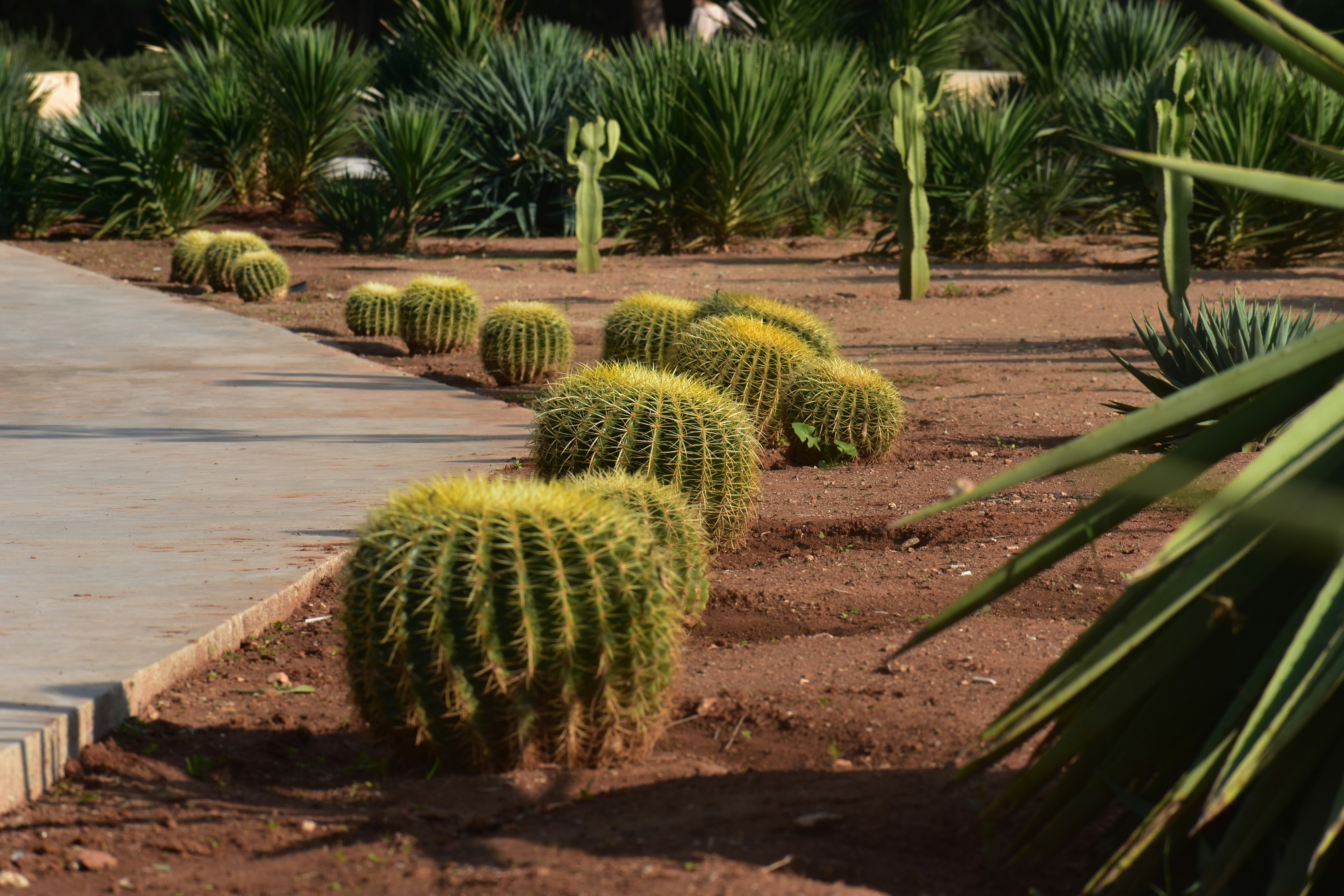 A row of cactus plants next to a walkway photo – Free Garden Image on ...