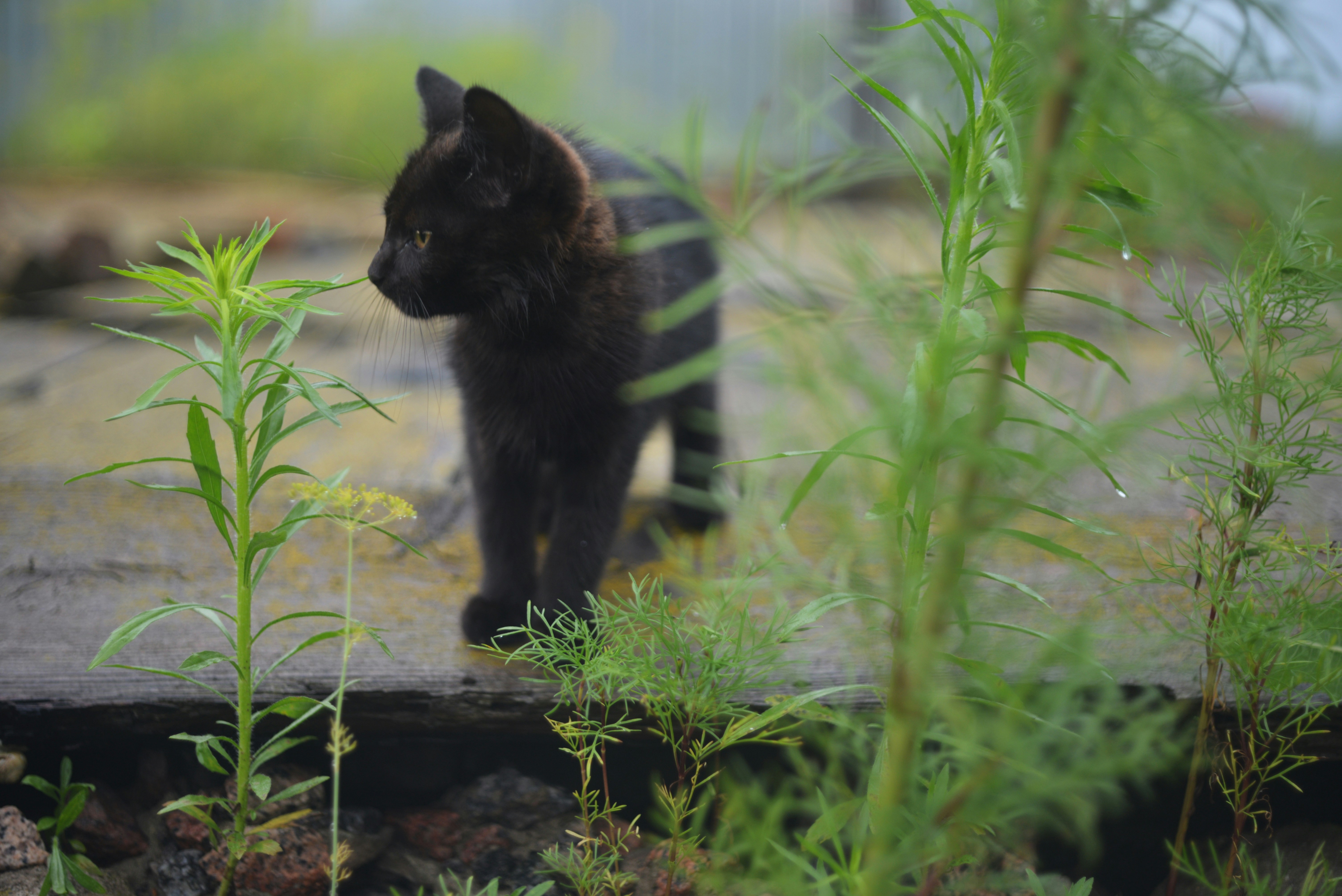 Shadow Dances with Ferns: A Black Kitten in a Quiet Garden