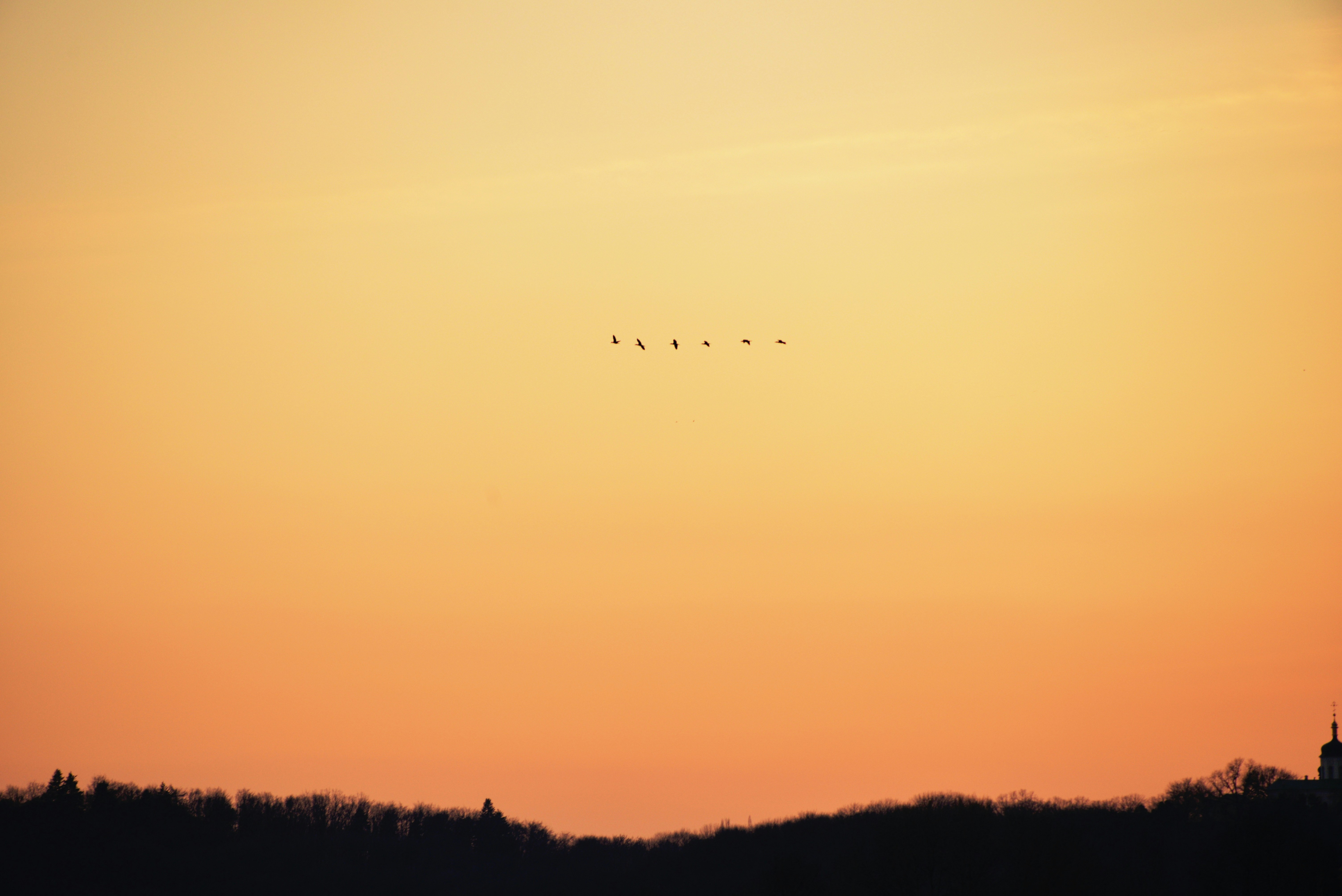 Ember-Sky Flock Over a Quiet Horizon at Dusk