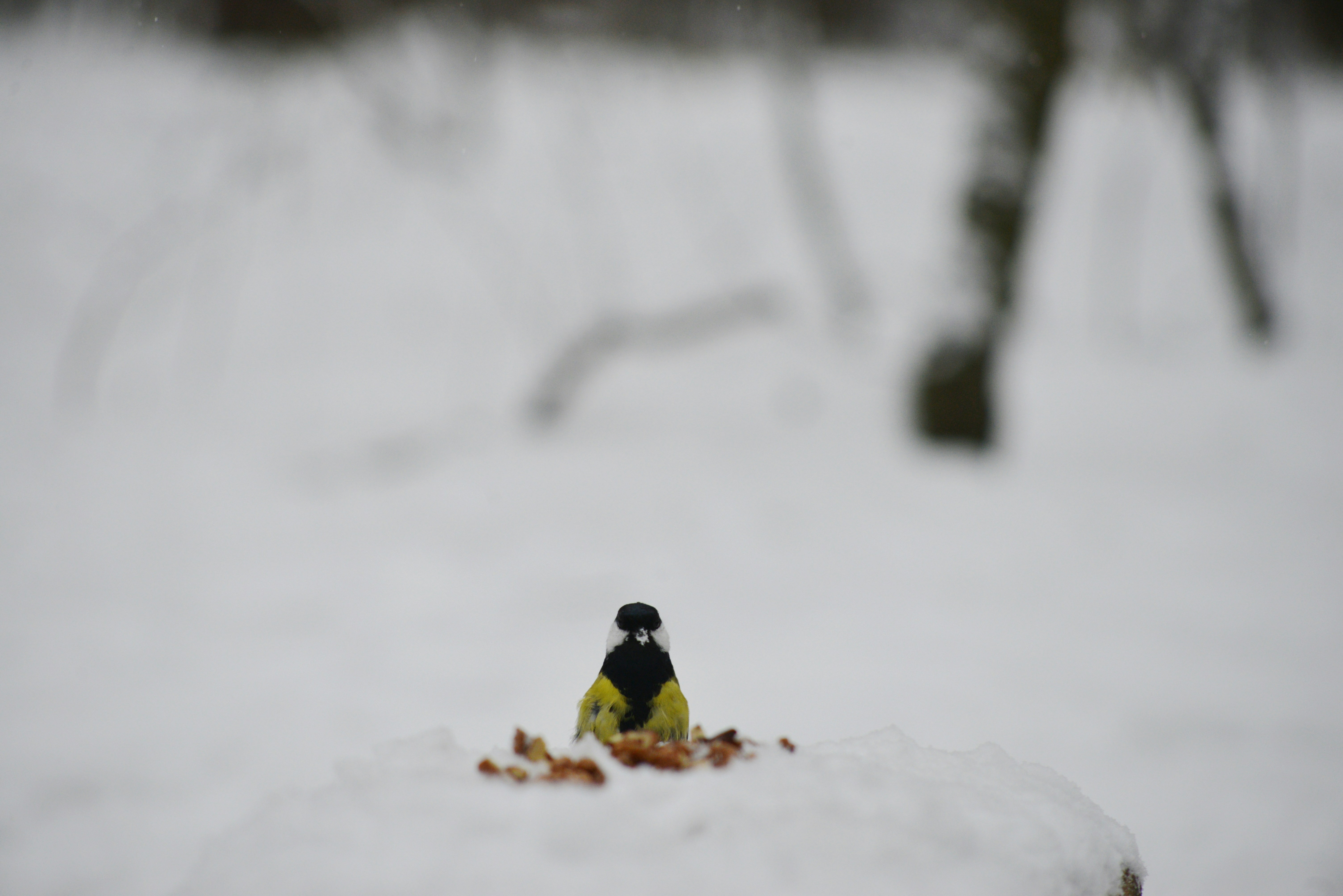 Winter Sentinel: A Great Tit Perched on Snow-Dusted Ground