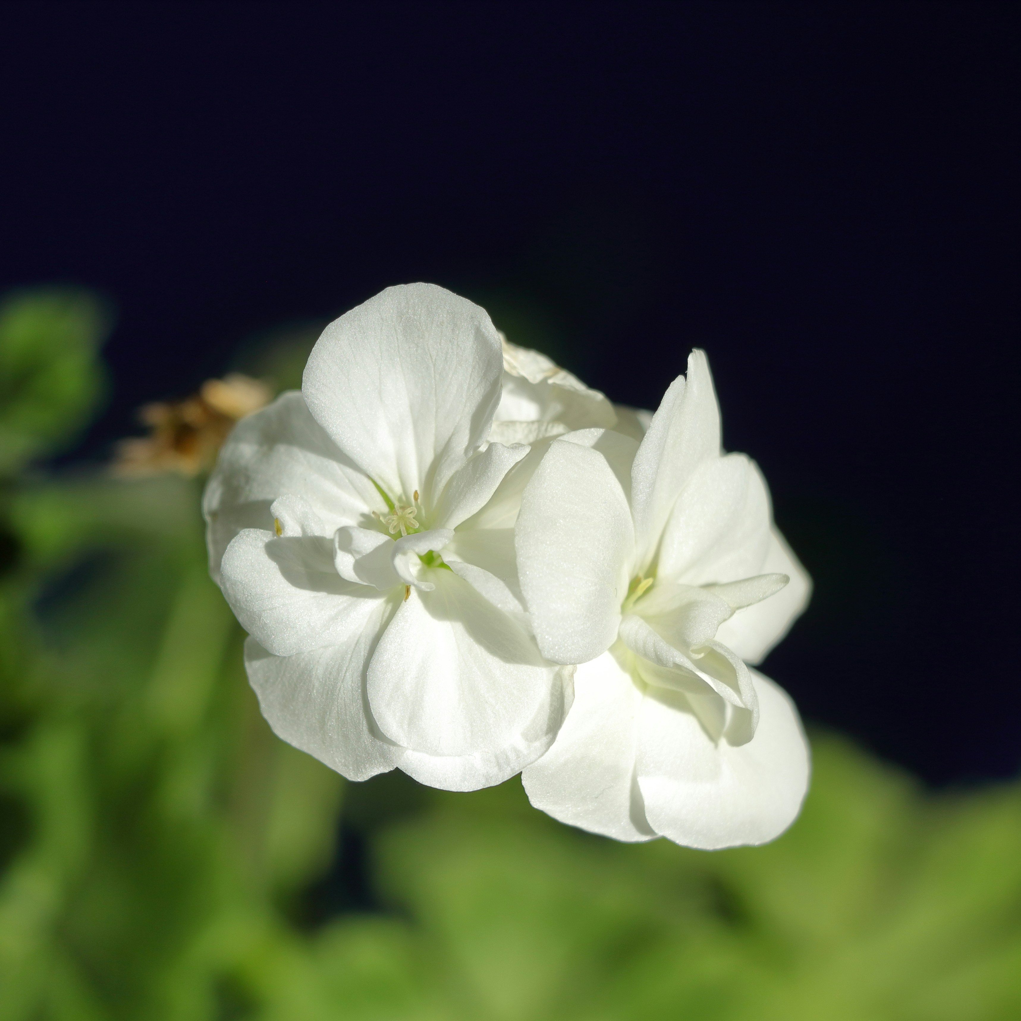 White geranium in sharp bloom against a dark backdrop
