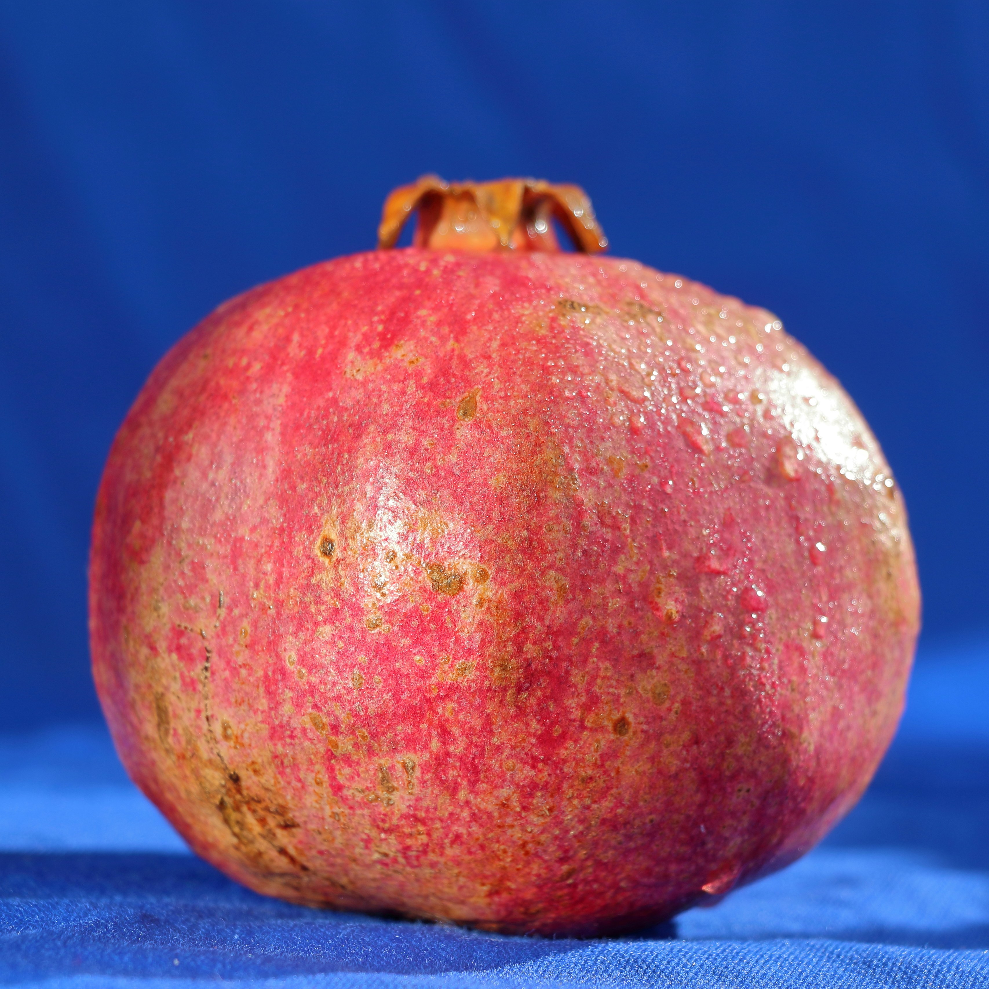 A close up of a pomegranate on a blue background photo – Free ...