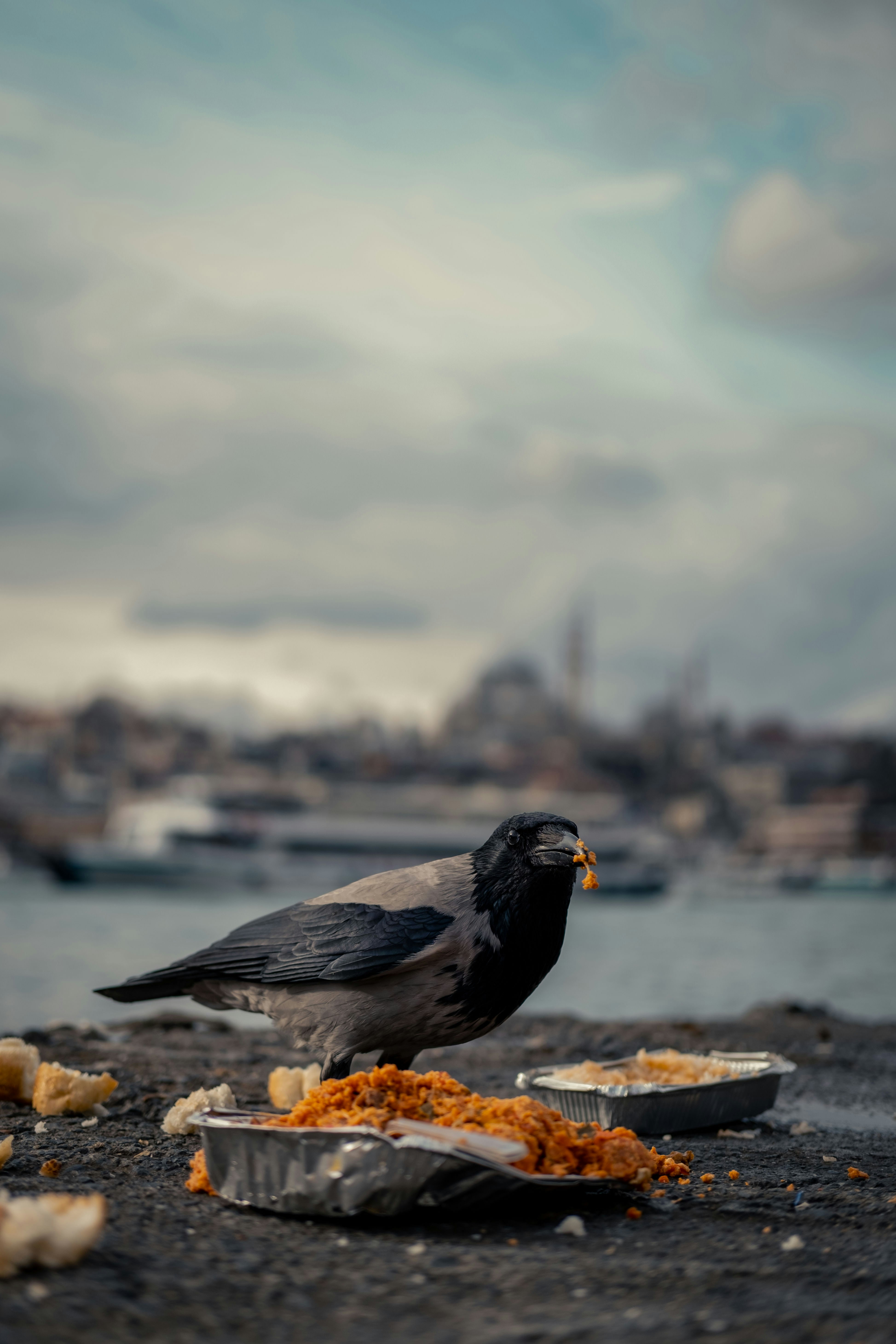 Crumbs at the Quay: A Harbor Crow Claims Its Snack