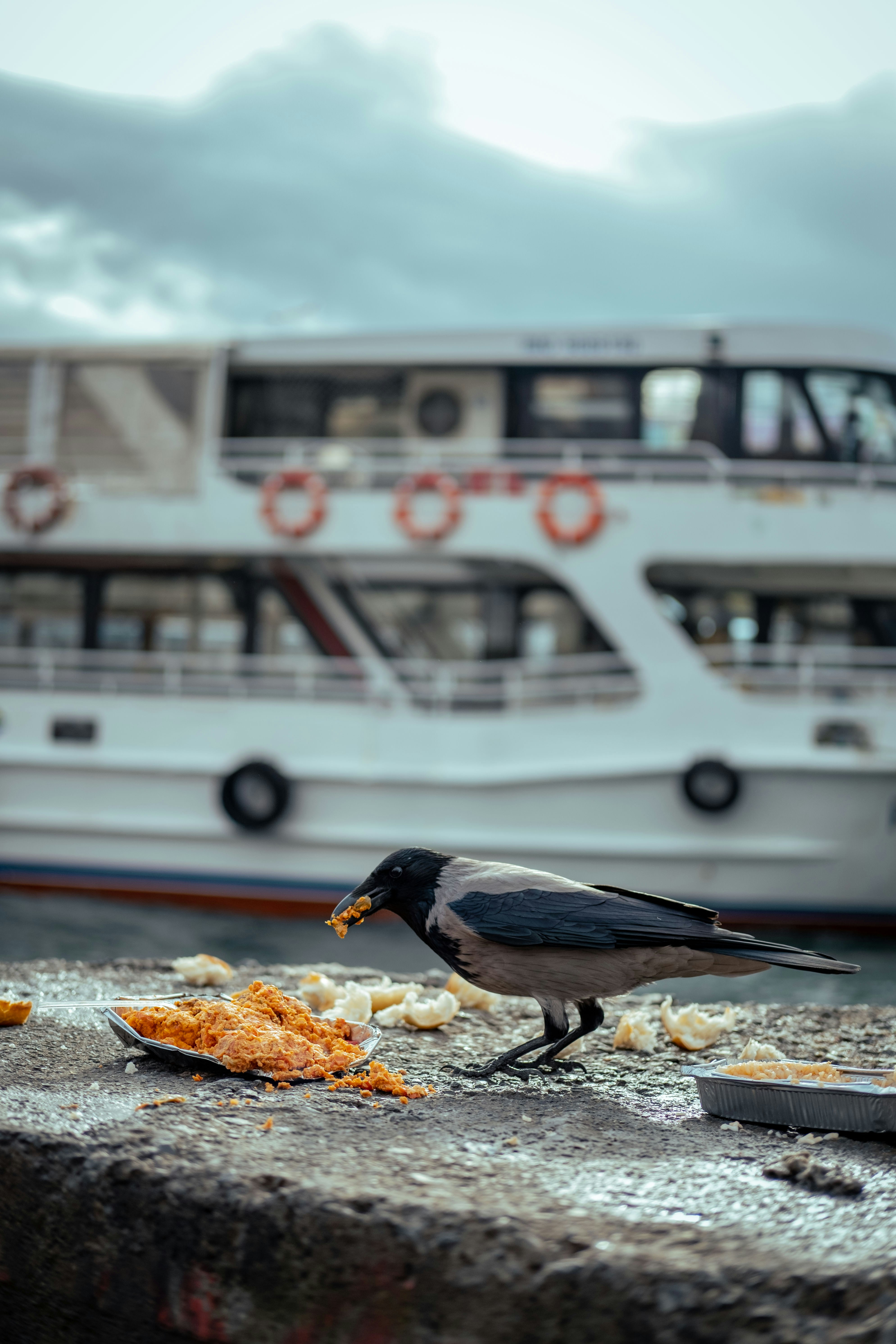 Crumbs at the Quay: A Crow's Lunch with a Blurred Ferry in the Background