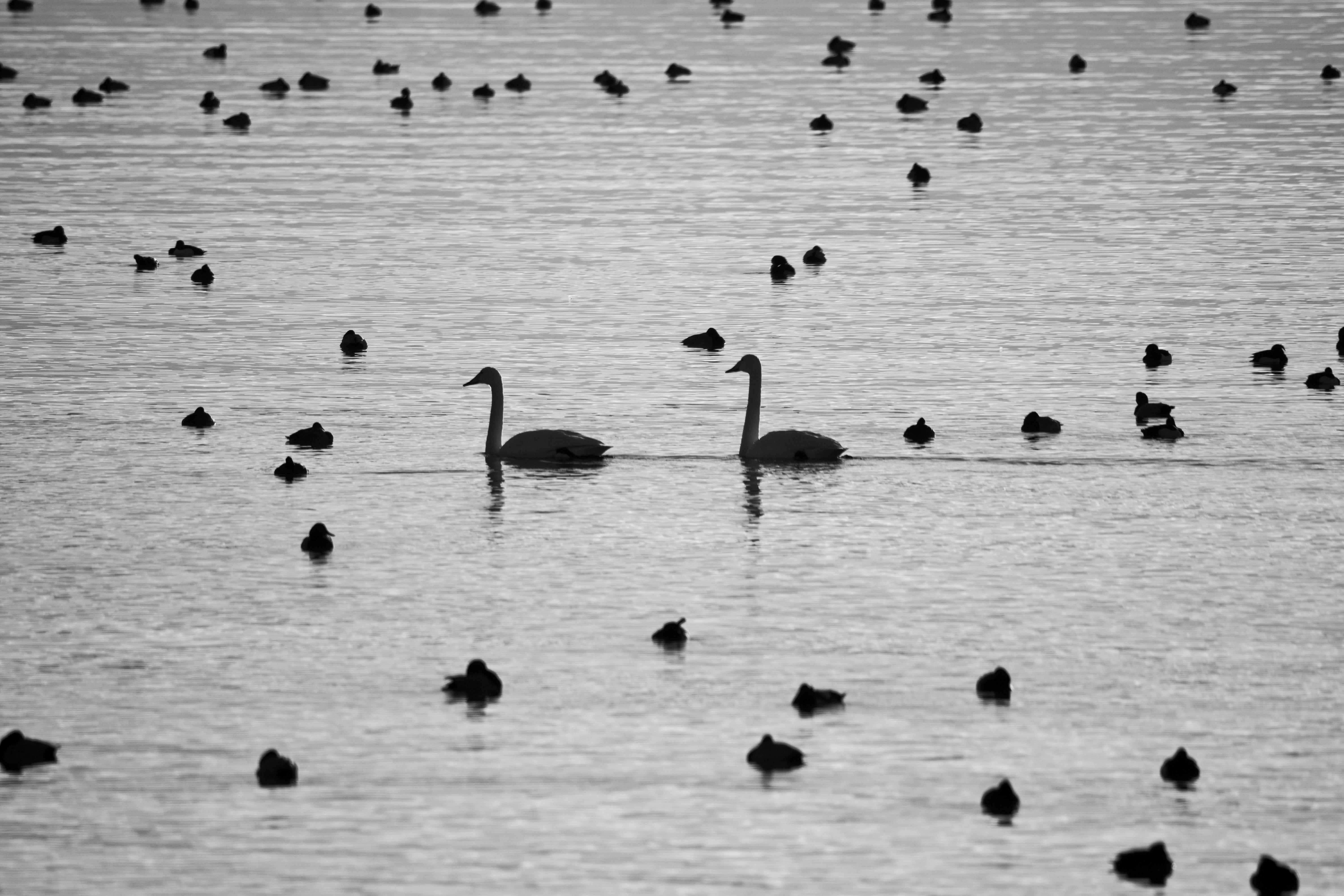 Two Swans in a Quiet Monochrome: A Ballet Across a Dotted Lake