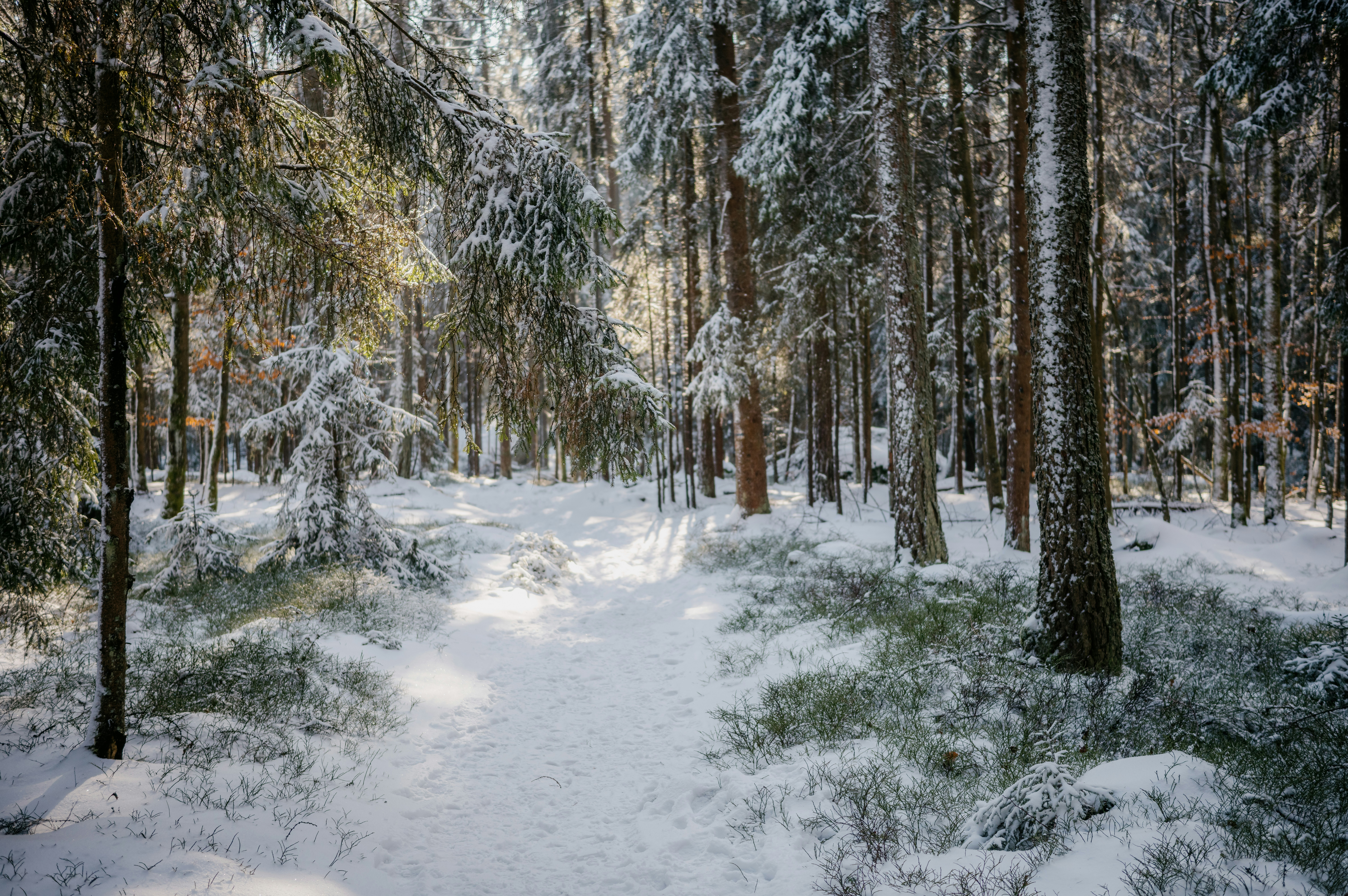 Snow-covered forest path illuminated by soft morning light filtering through tall trees.