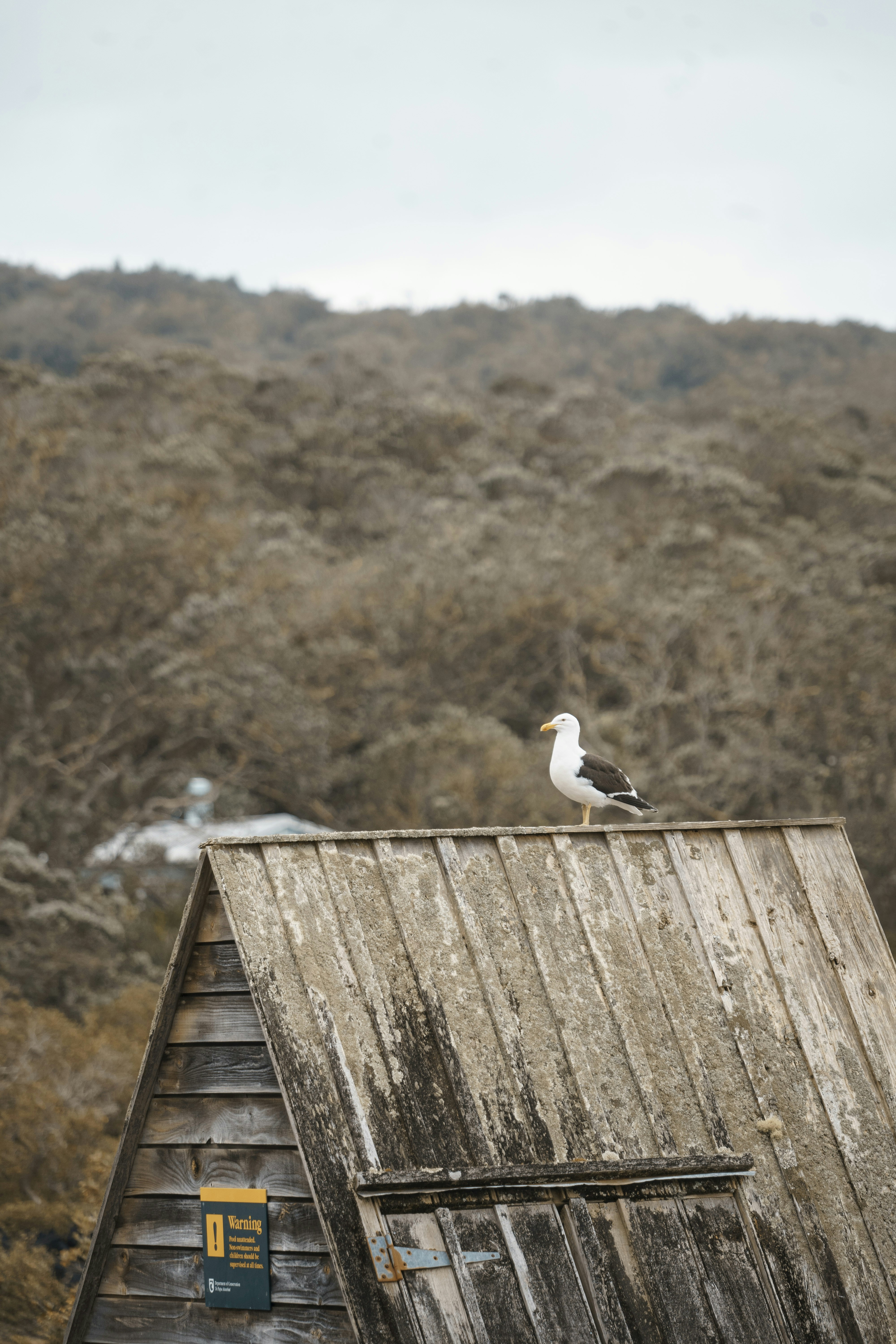Seagull Perch on Weathered A-frame Roof Amid Autumnal Pines