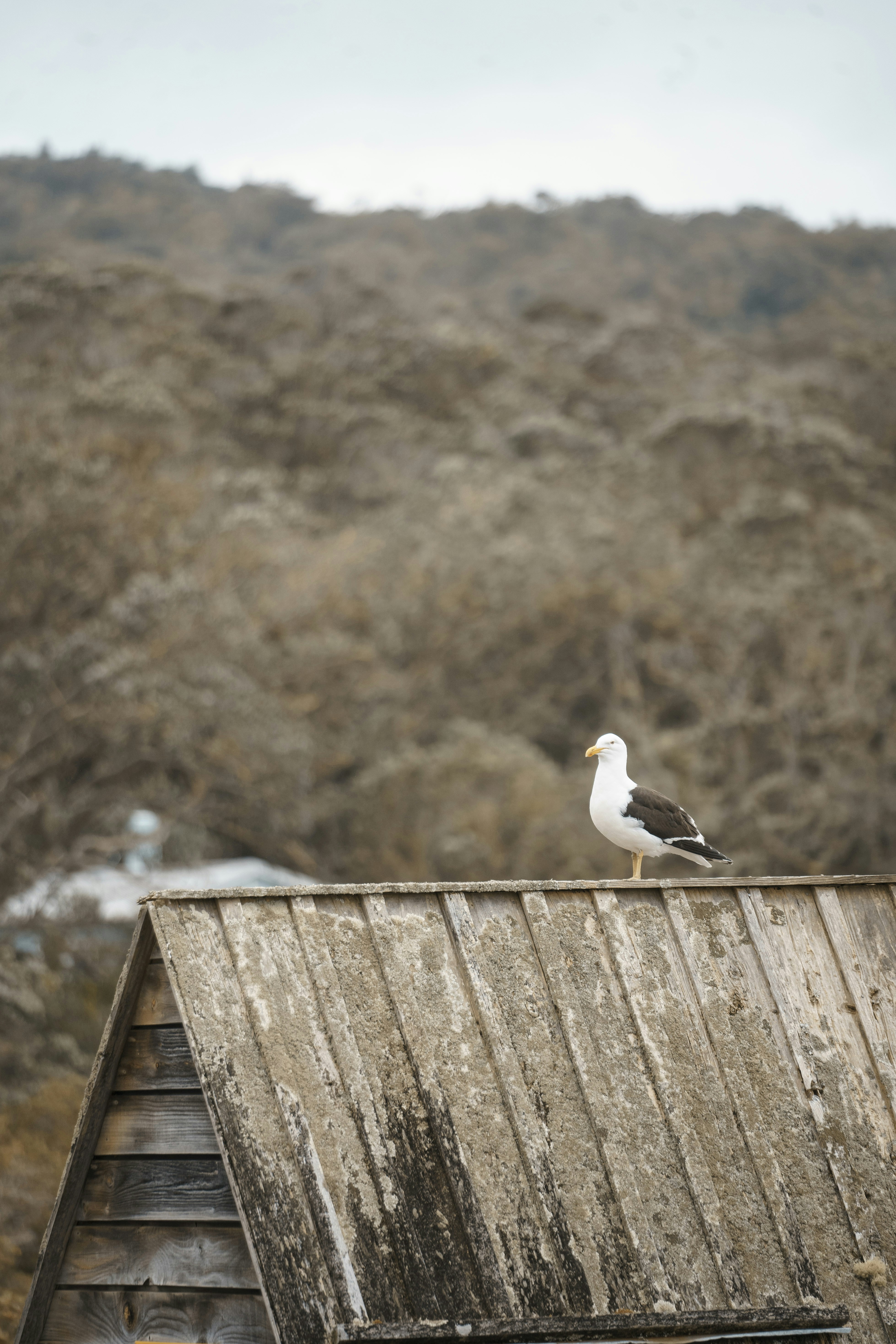 Seagull Sentinel on a Weathered Rooftop Against a Blurred Moorland Backdrop