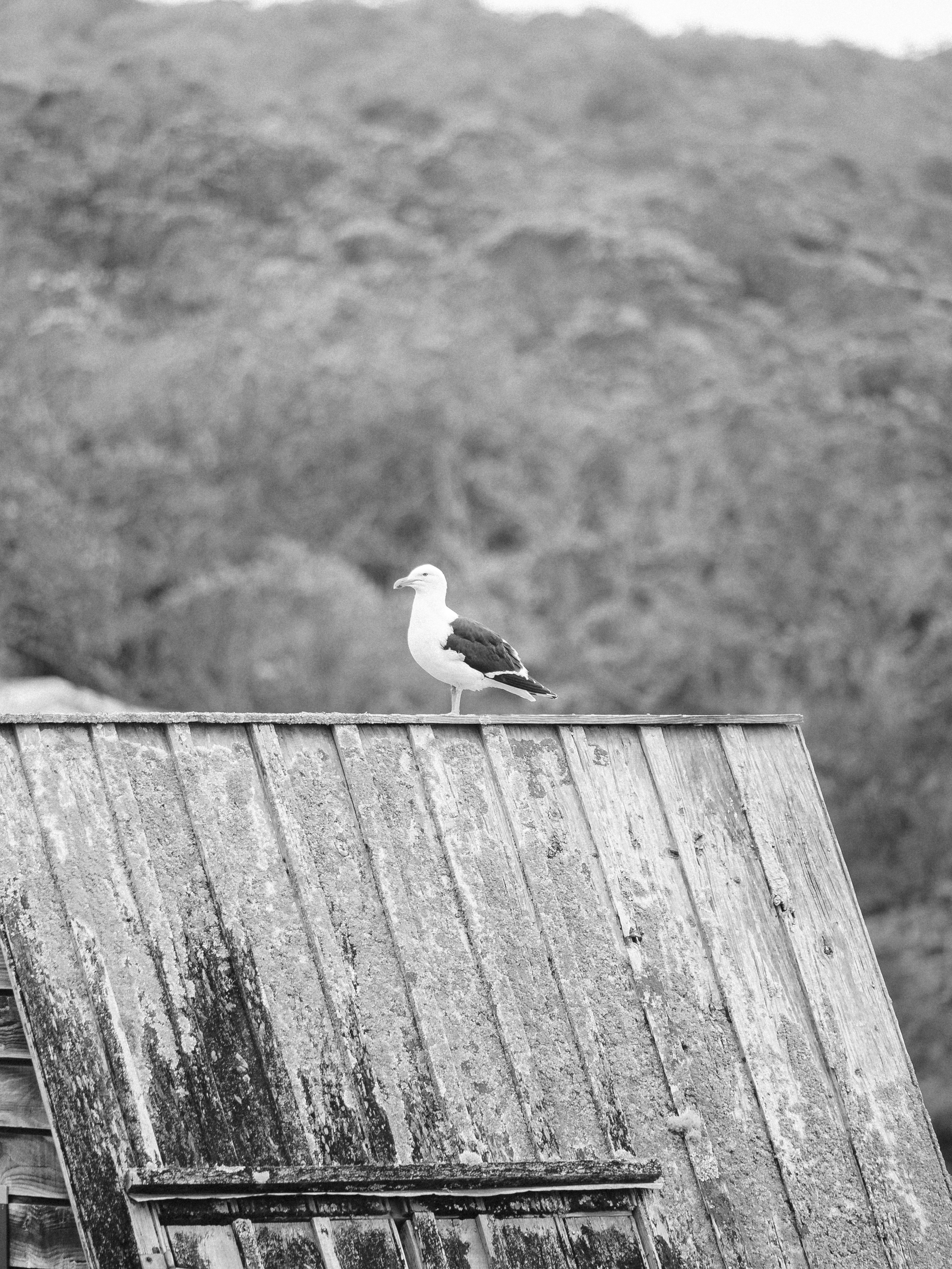 Photo by Mario Amé with Sony Alpha 7C