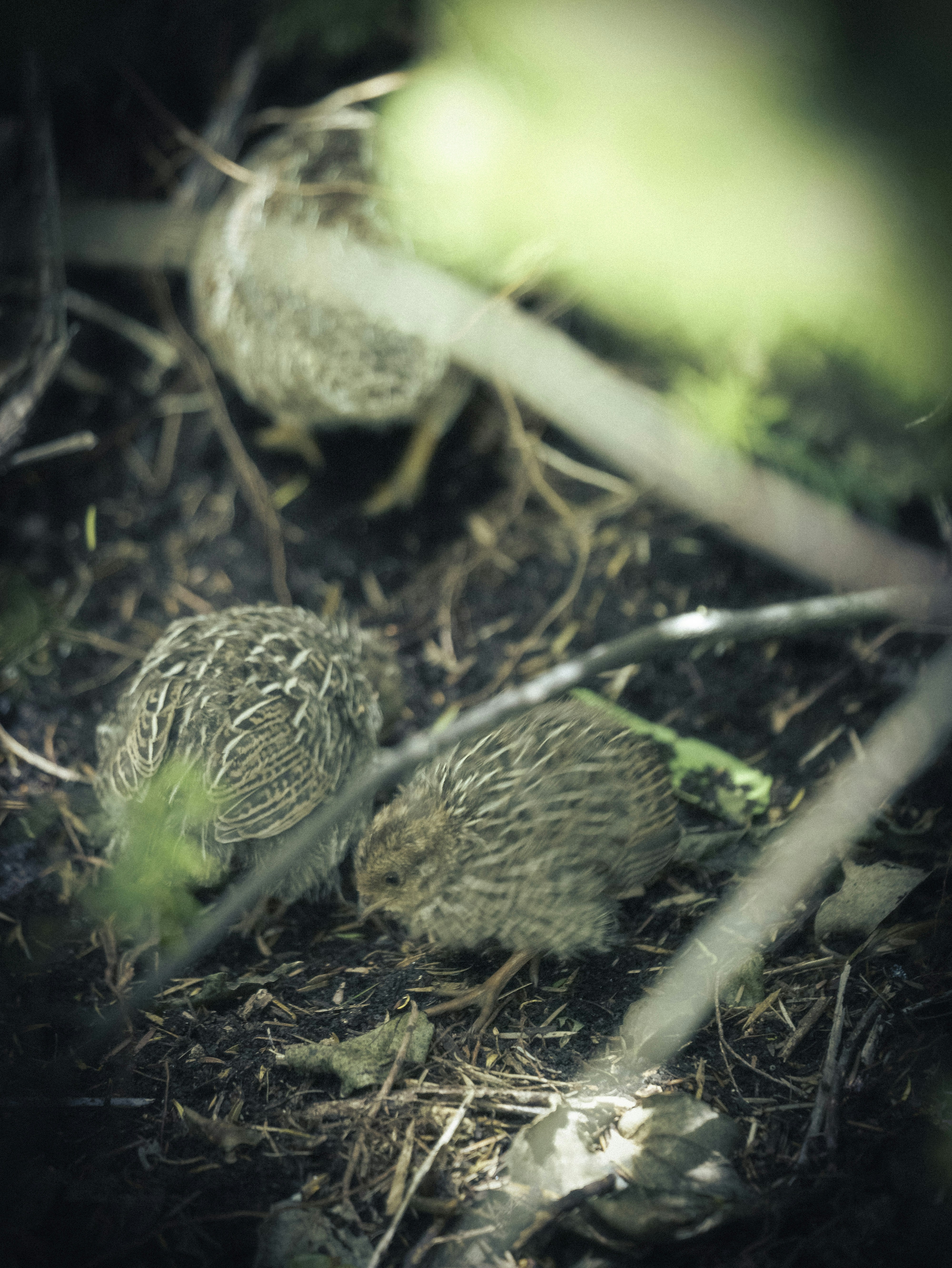 Nestlings in Dappled Shade: Quiet Trio on the Forest Floor