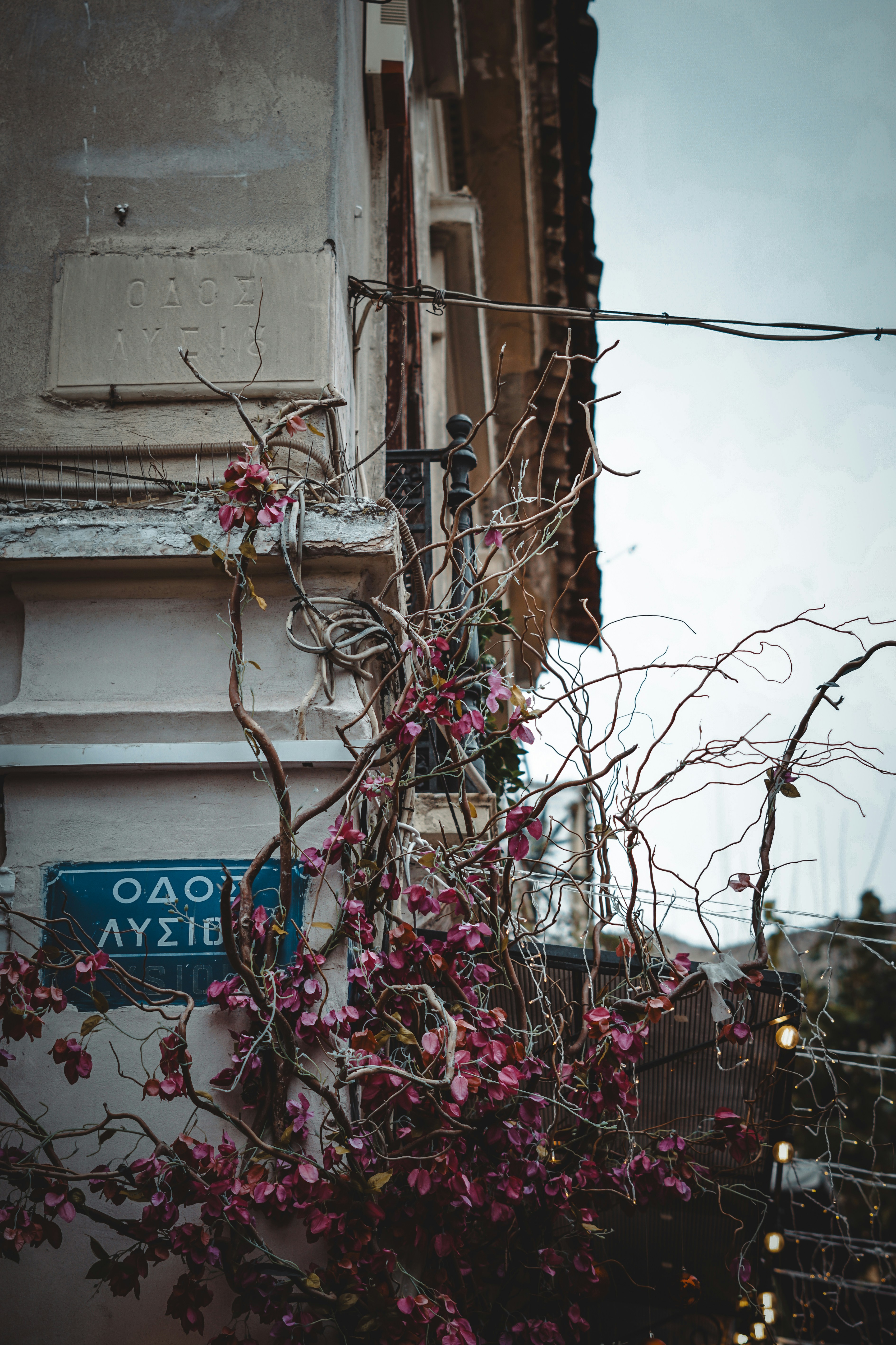 Crimson Vines Clinging to a Weathered Facade Beside a Quiet Street Sign