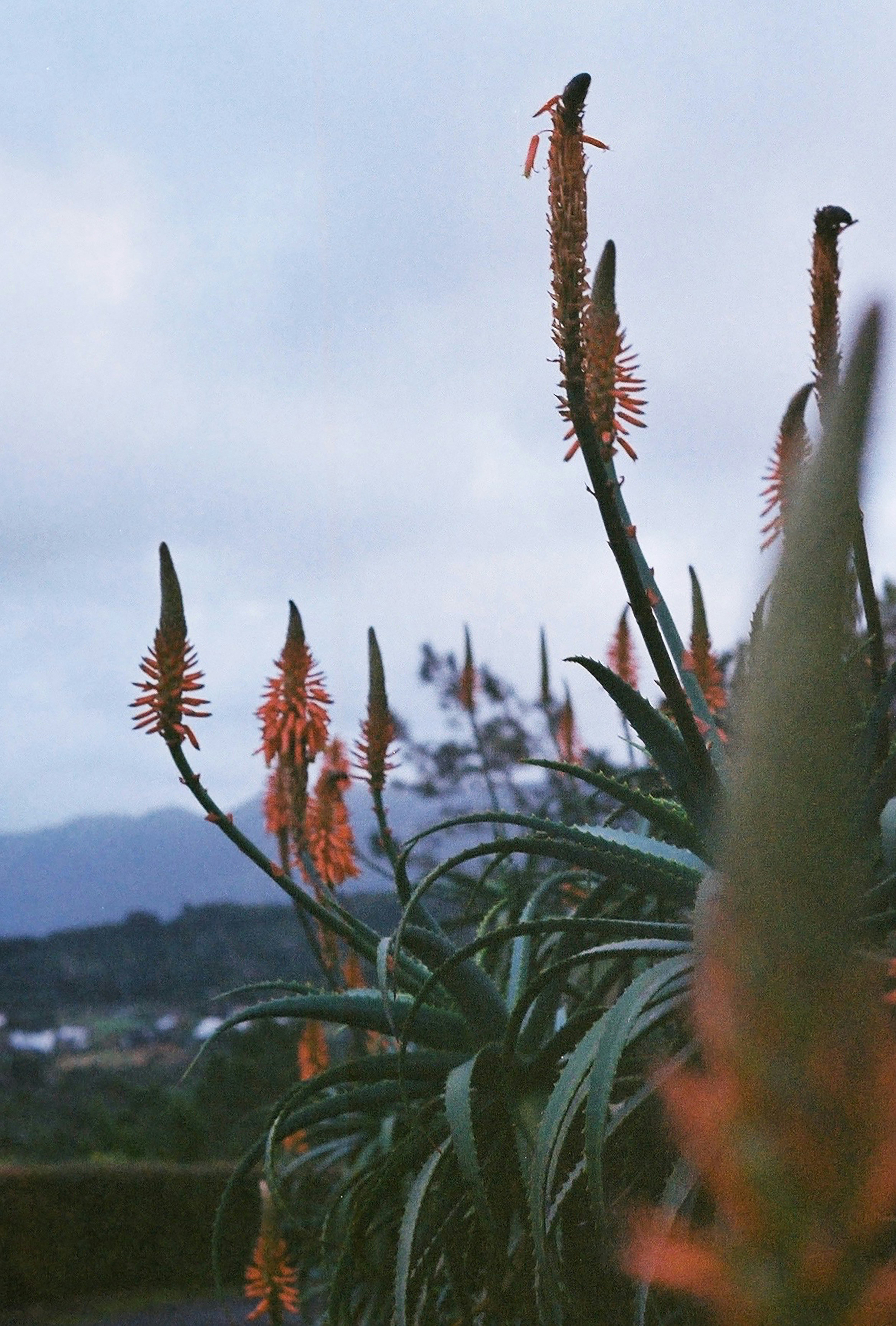 Orange torchflowers rise in the foreground, their slender blooms flaming against a pale blue sky. A distant, misty valley frames the scene.