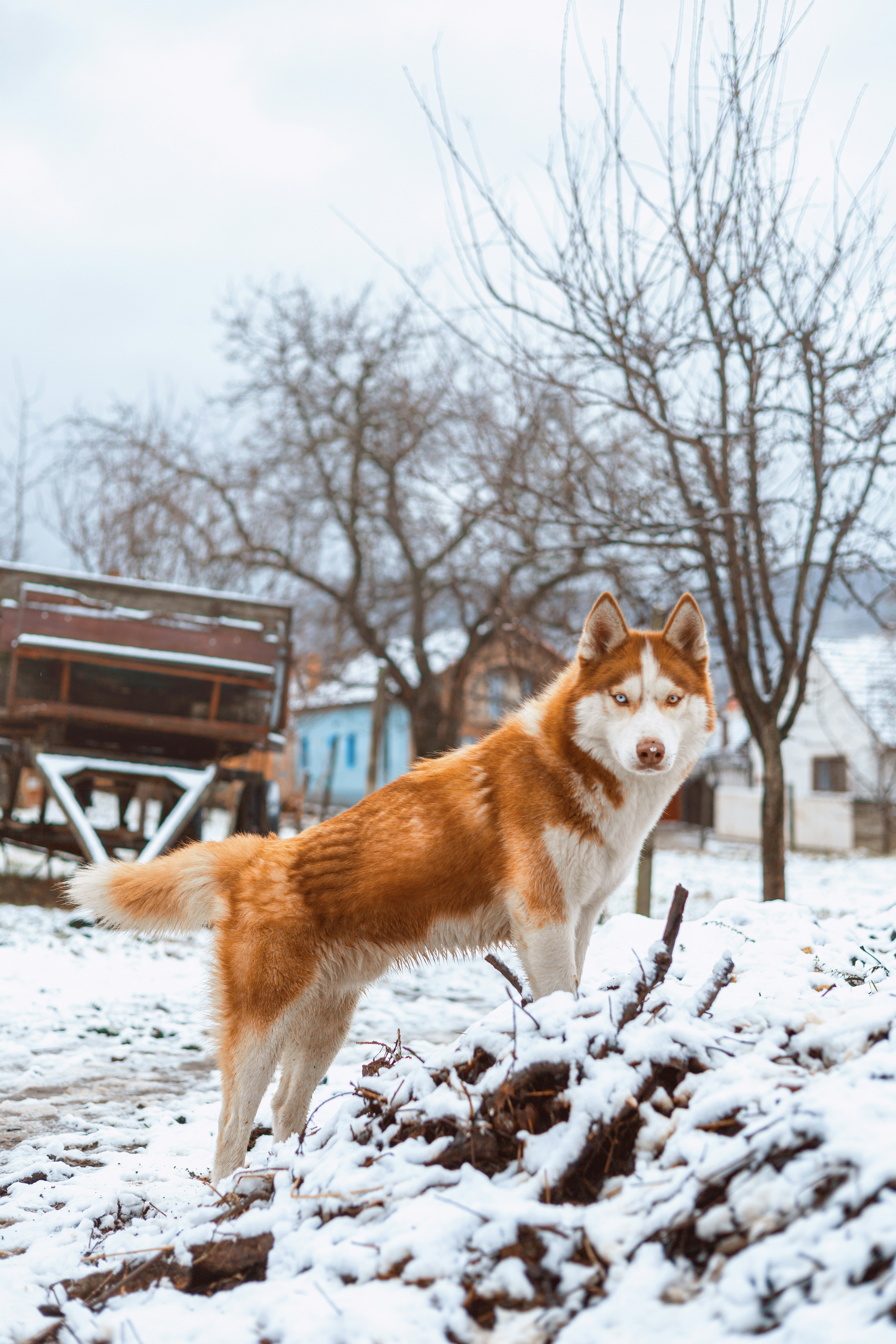 Husky Sentinel in a Snow-stitched Suburban Yard