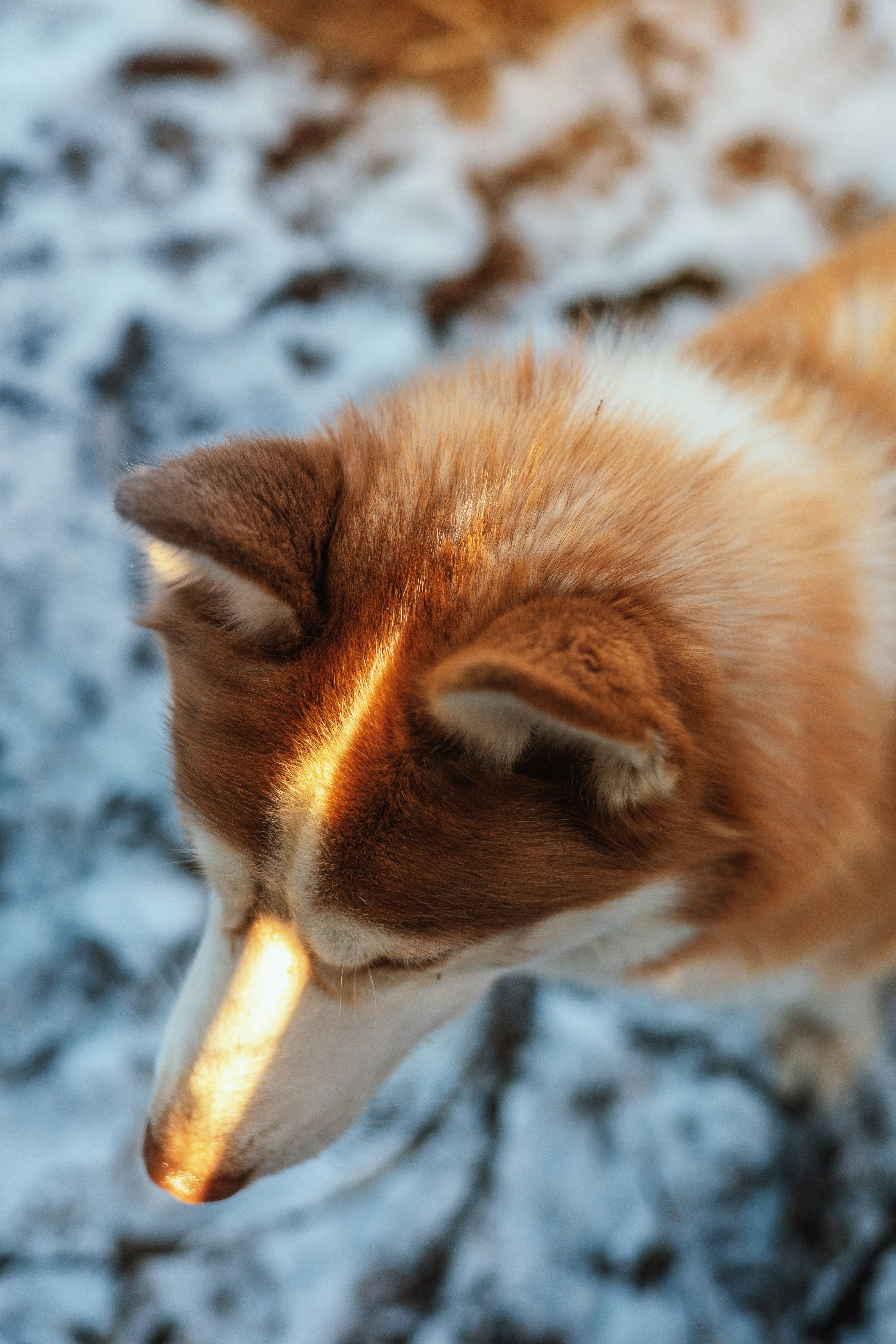 Sunlit Husky: A Quiet Turn in Winter Light