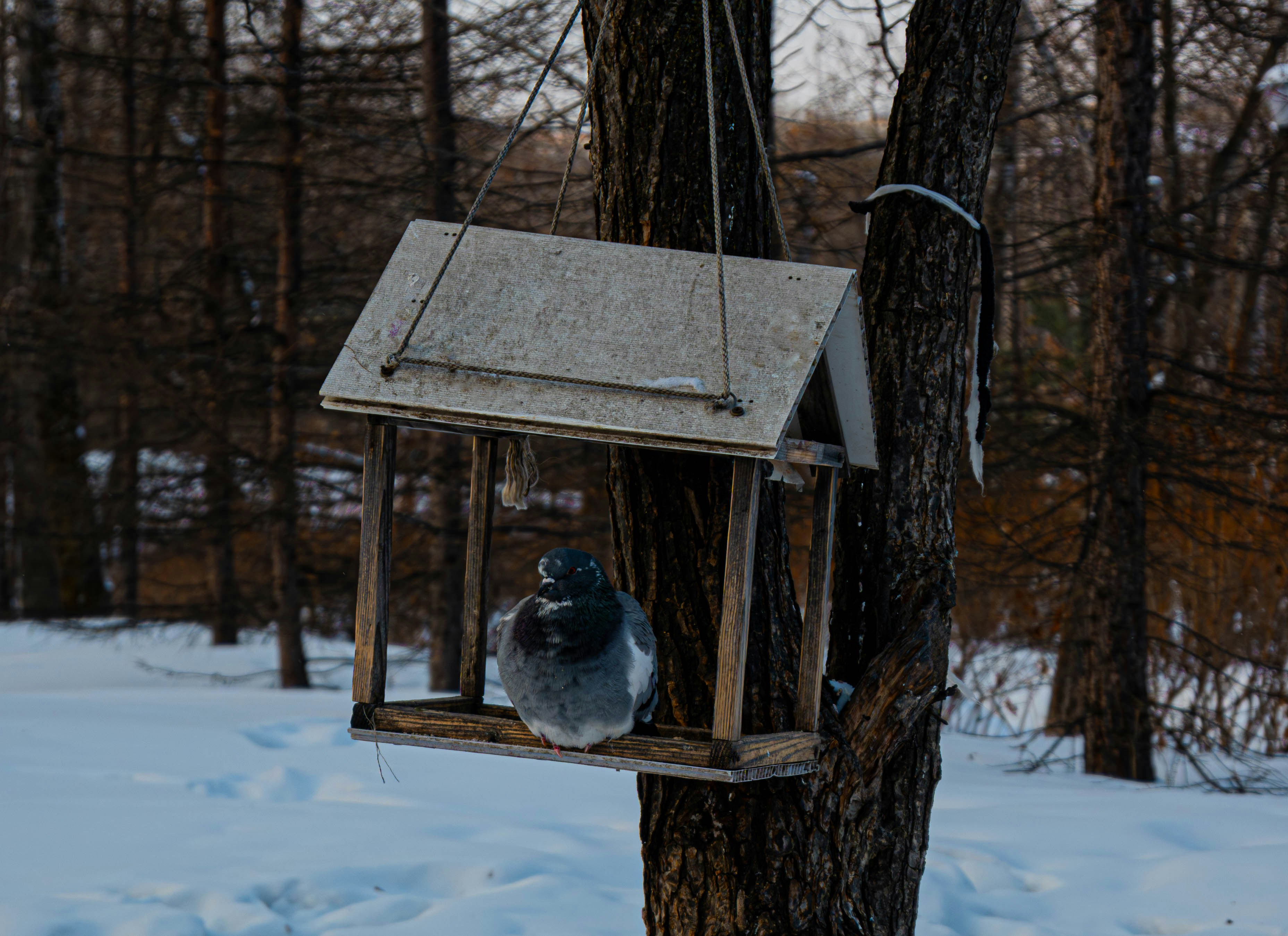 Bird on a Winter-Quiet Birdfeeder