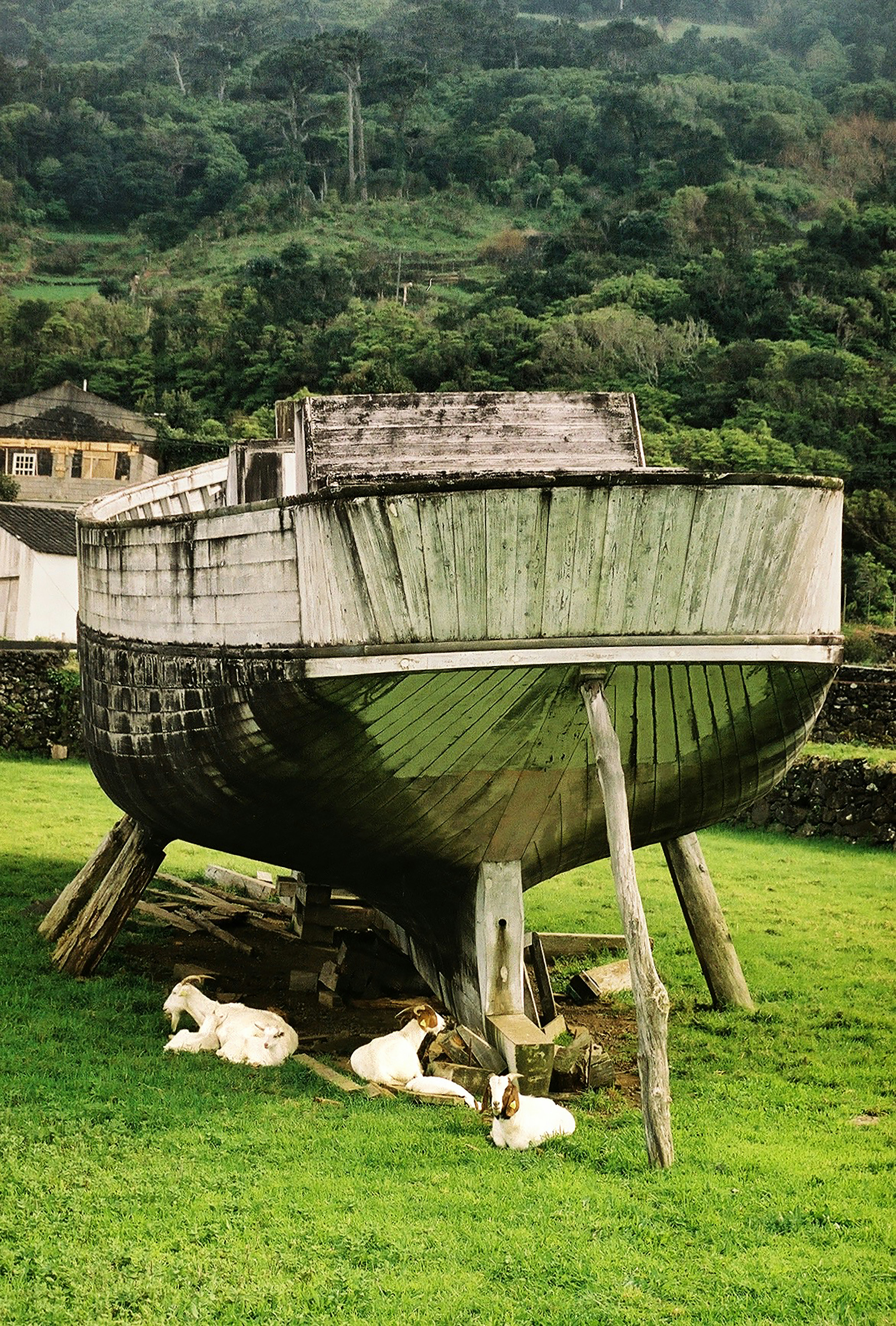 Weathered wooden boat on stilts rests in a sunlit grassy field, with goats lounging nearby and a forested hillside in the background.