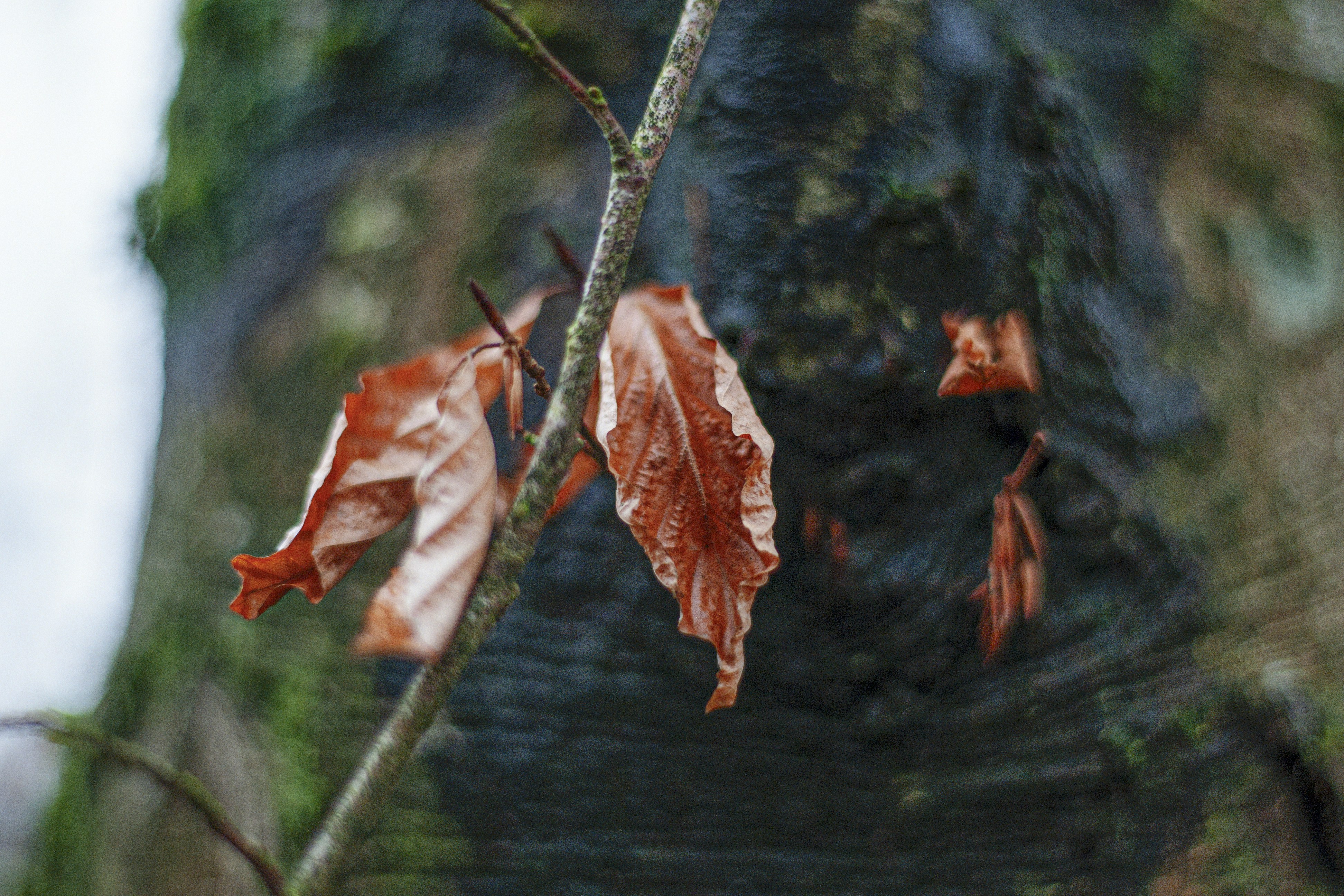 A tree branch with two leaves on it photo – Free Leaf Image on Unsplash