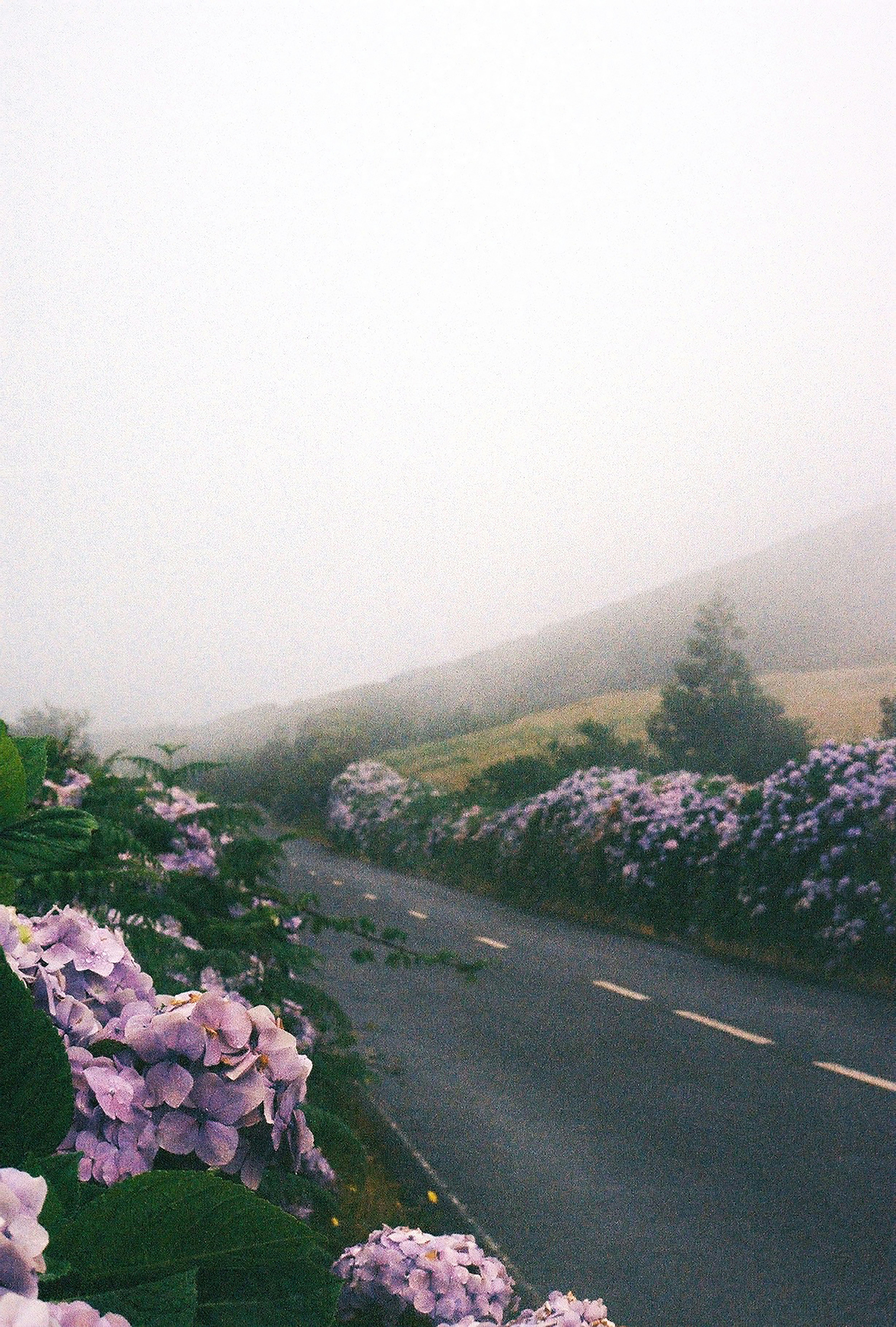 Roadside lined with blooming hydrangeas shrouded in morning fog, leading into a tranquil landscape.
