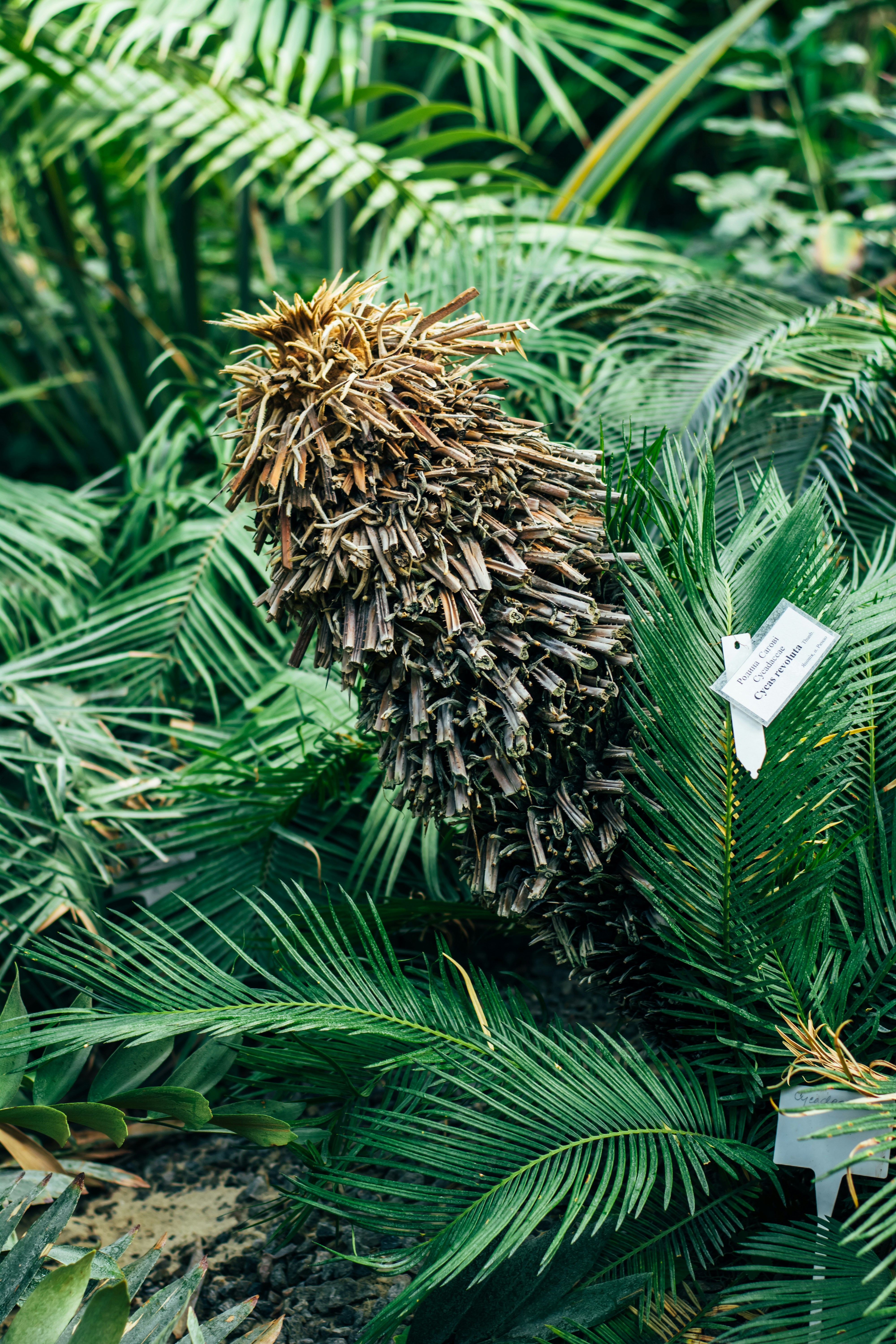Seed Cone in a Tropical Foliage Curtain