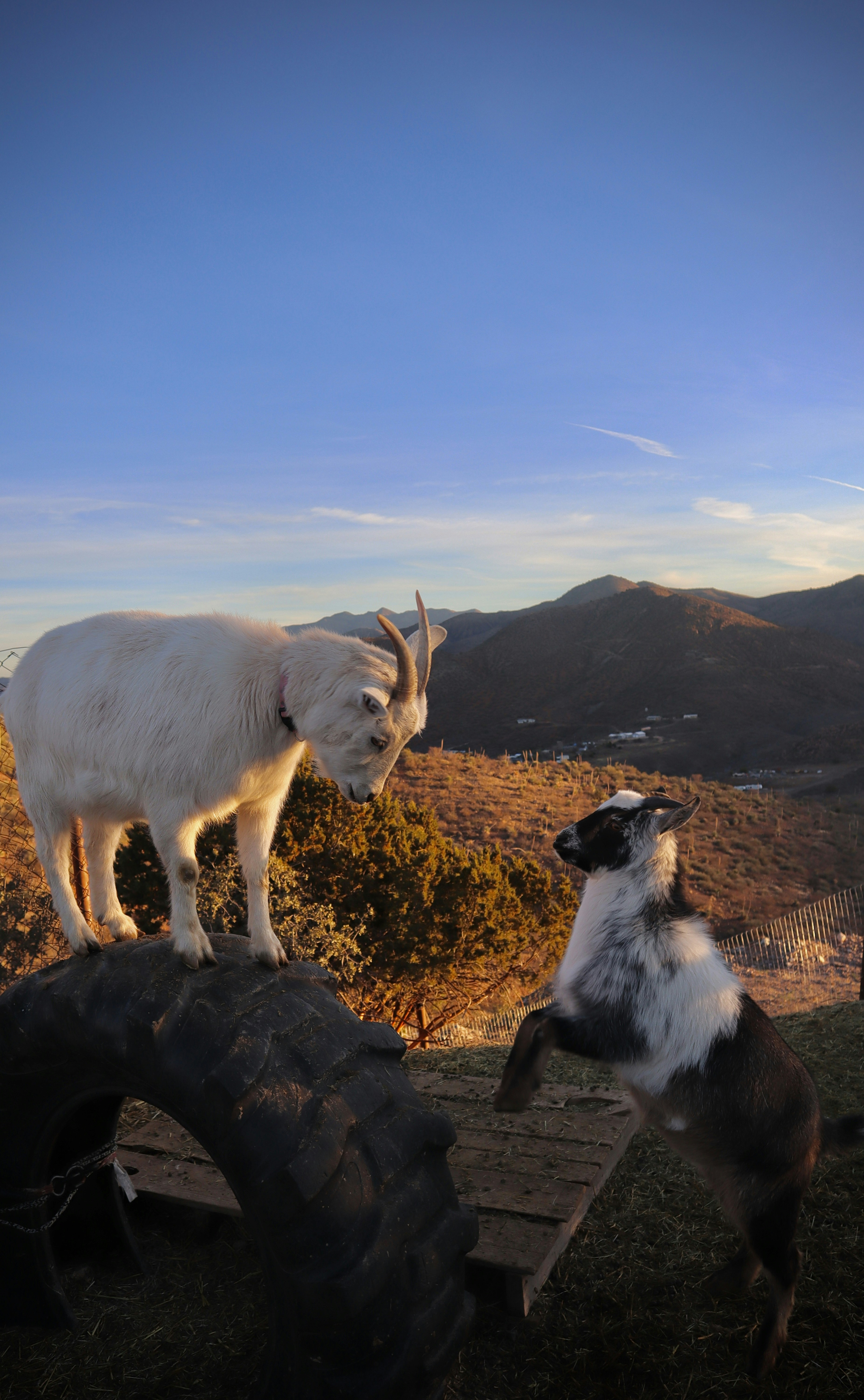 Hilltop Encounter: White Goat on a Tire Meets a Curious Black-White Goat at Golden Hour
