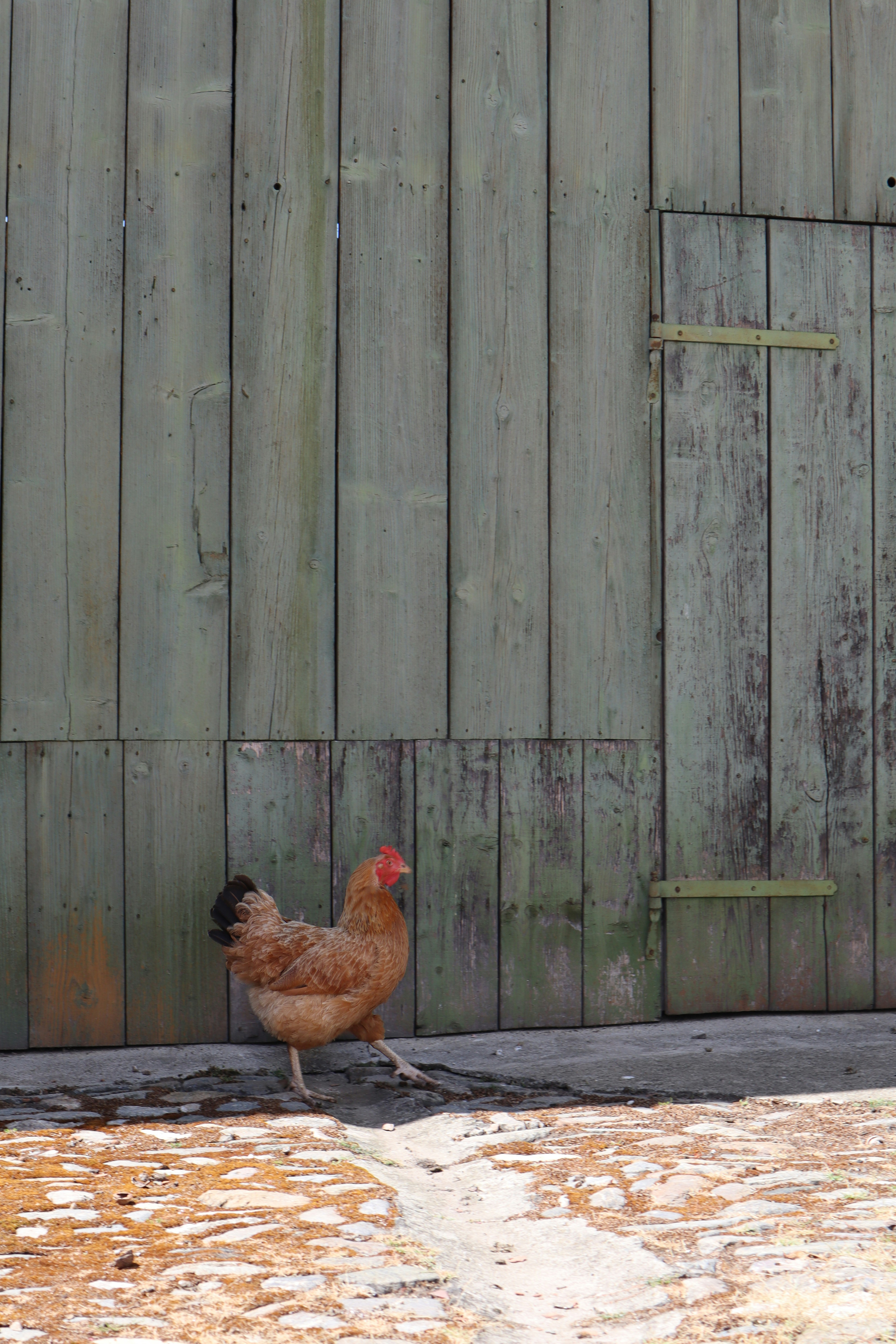 Hen on a sunlit cobble beside weathered timber doors